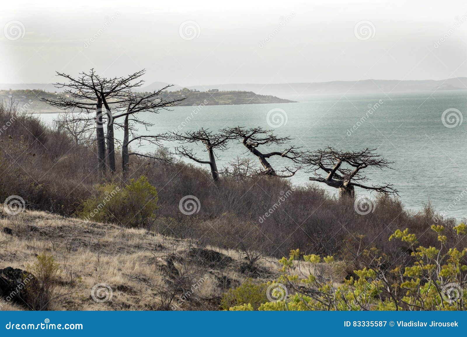 Group Baobab Trees in Northern Madagascar Stock Image - Image of diego ...