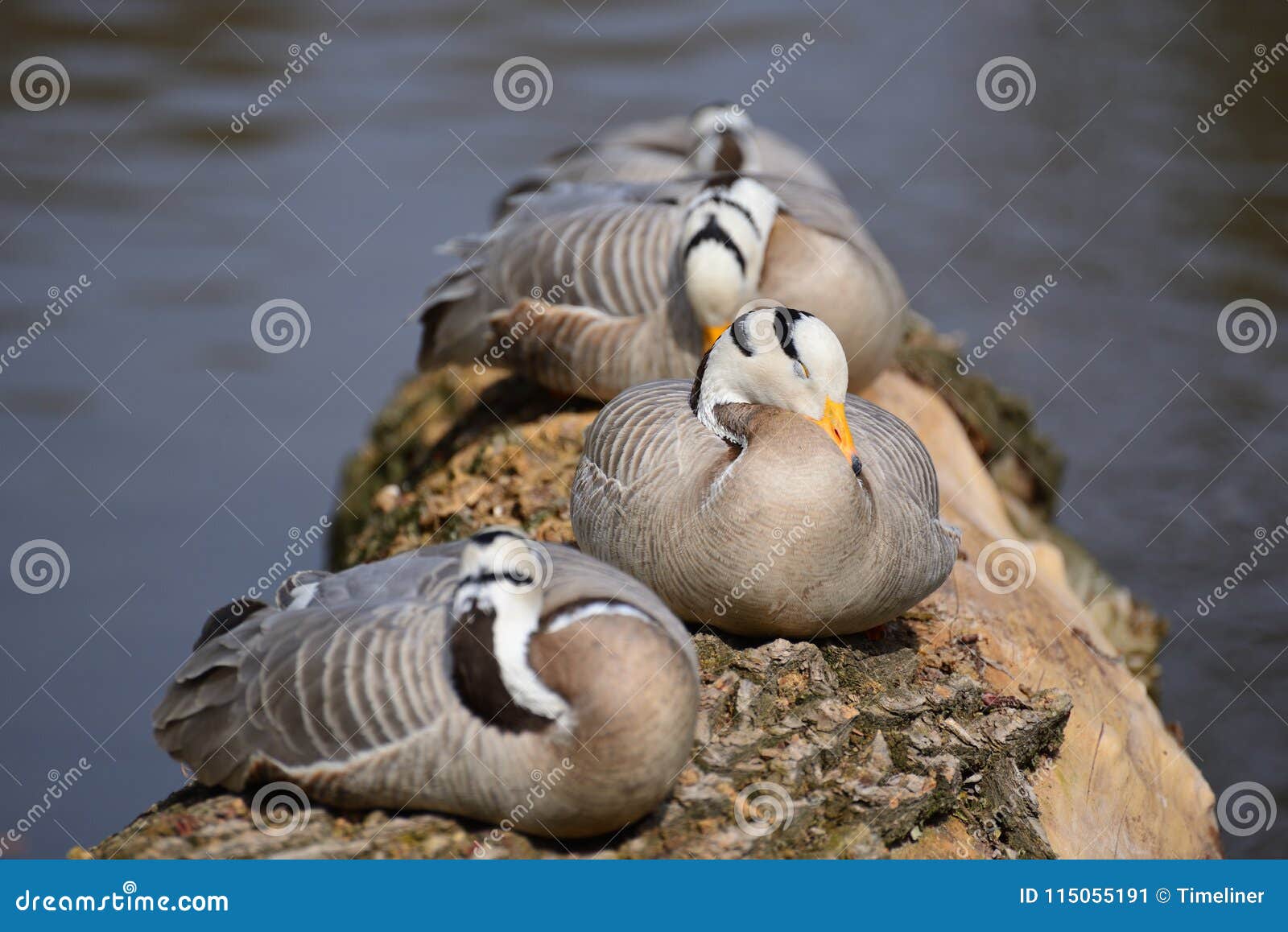 Group of Bar-headed Geese Sleeping on a Trunk Stock Image - Image of ...
