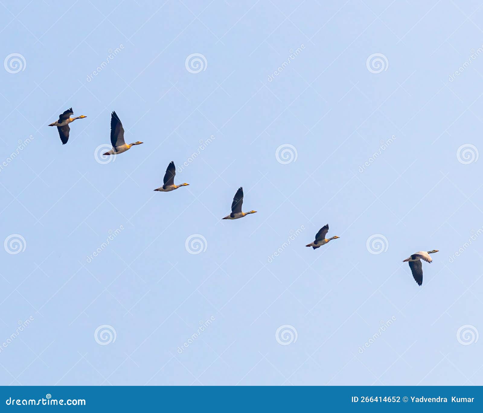 A Group of Bar Headed Goose in Flight Stock Photo - Image of bird, lake ...