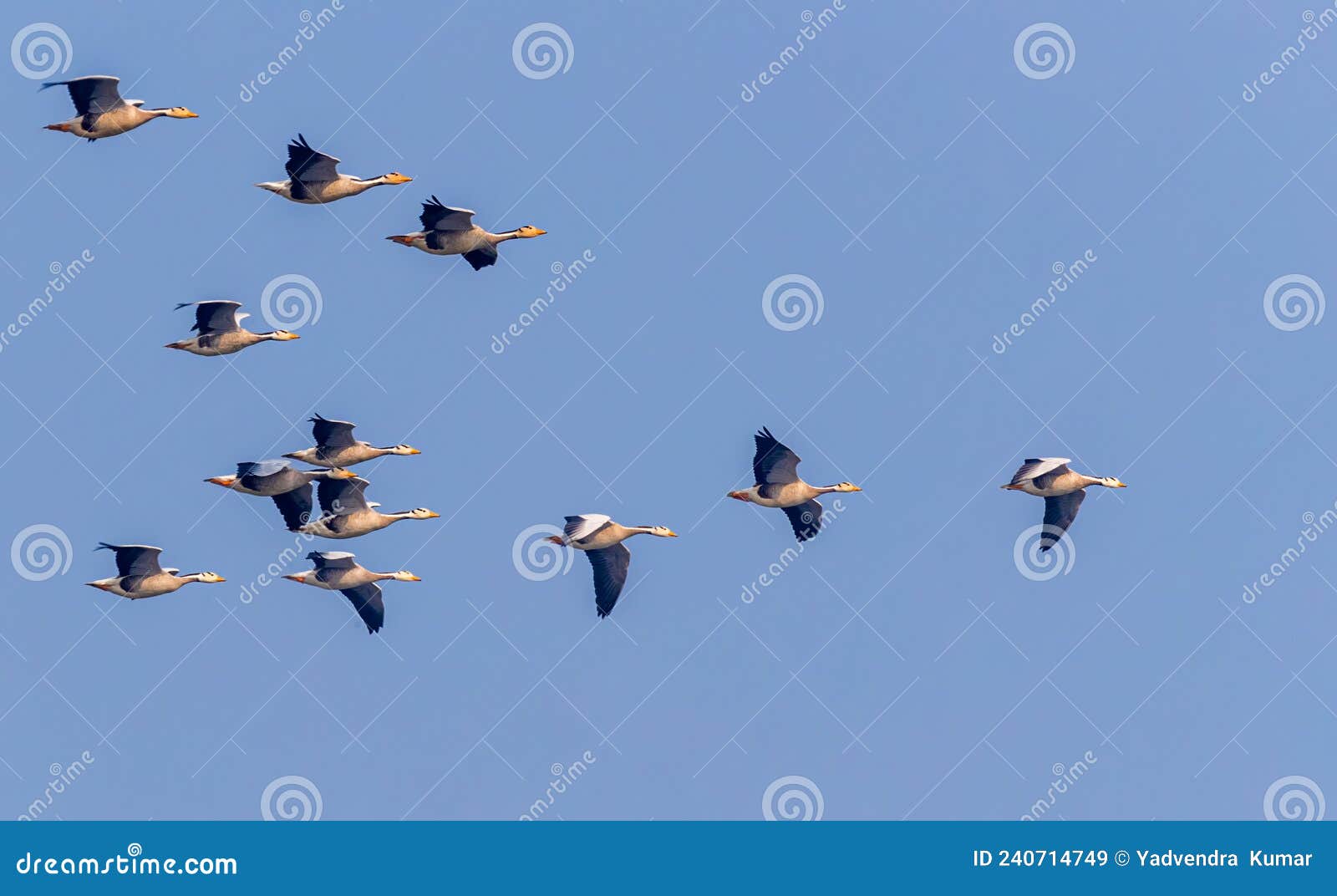 A Group of Bar Headed Goose in Flight Stock Image - Image of light ...