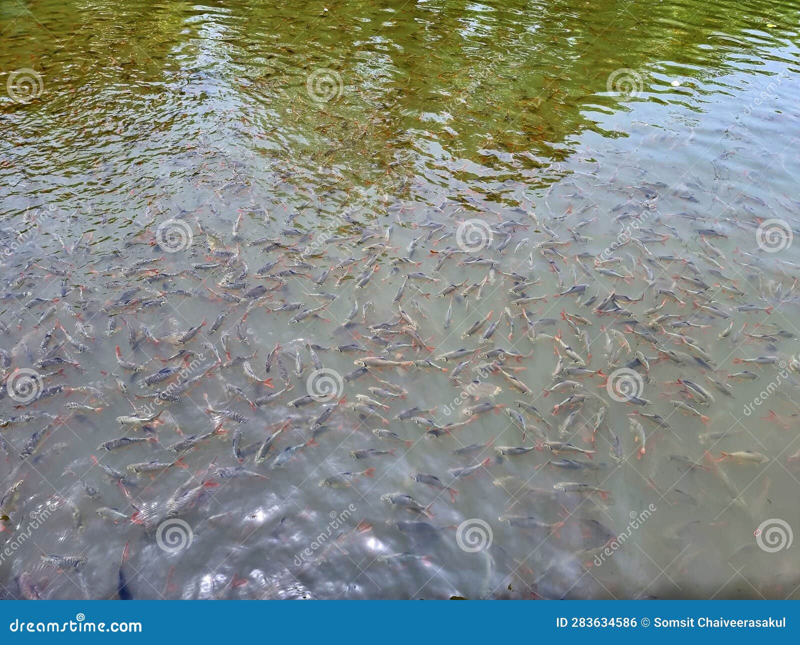 The Group of Barb or Carp Fish Stock Photo - Image of schwanenfeldii ...