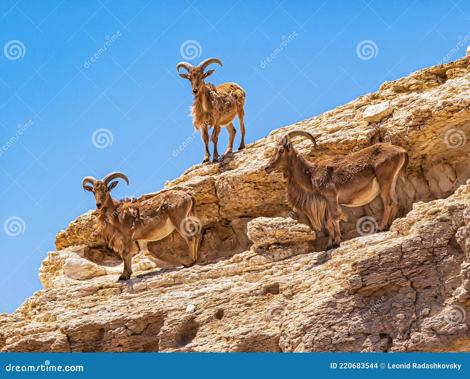 Group Of Barbary Sheep Wild Goats Antelope Lying Resting On Rocks ...