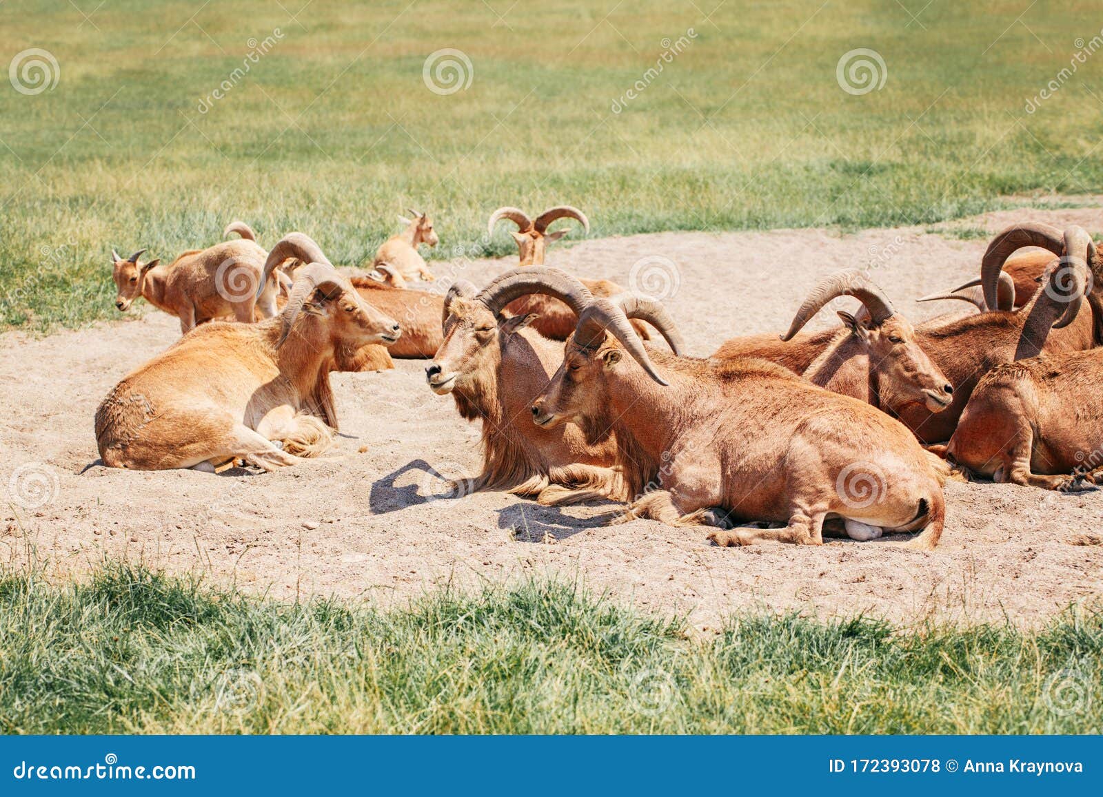 Group Of Barbary Sheep Wild Goats Antelope Lying Resting In Sand Ground On Hot Summer Day Herd