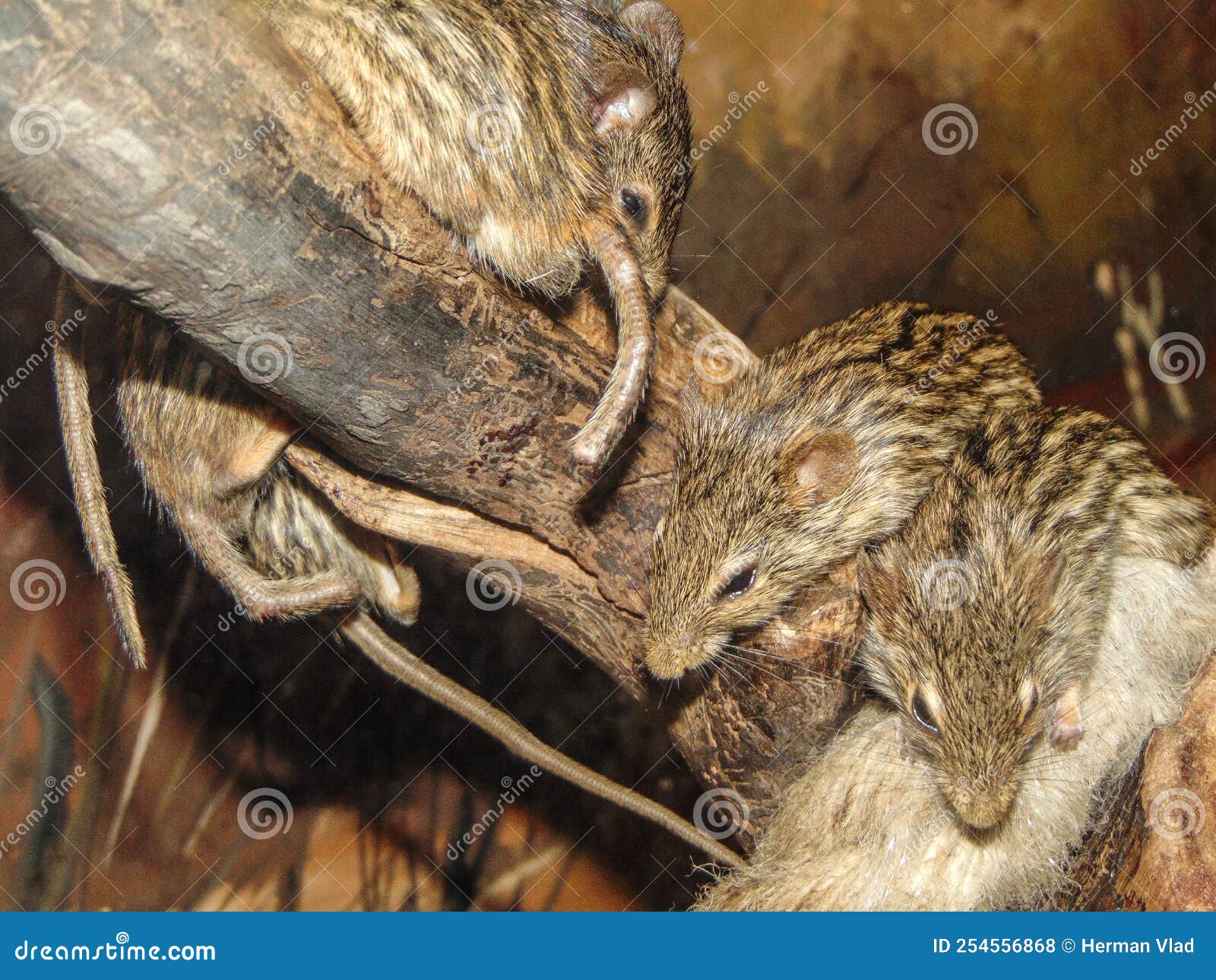 Group of Barbary Striped Grass Mouse Stock Photo - Image of animals ...