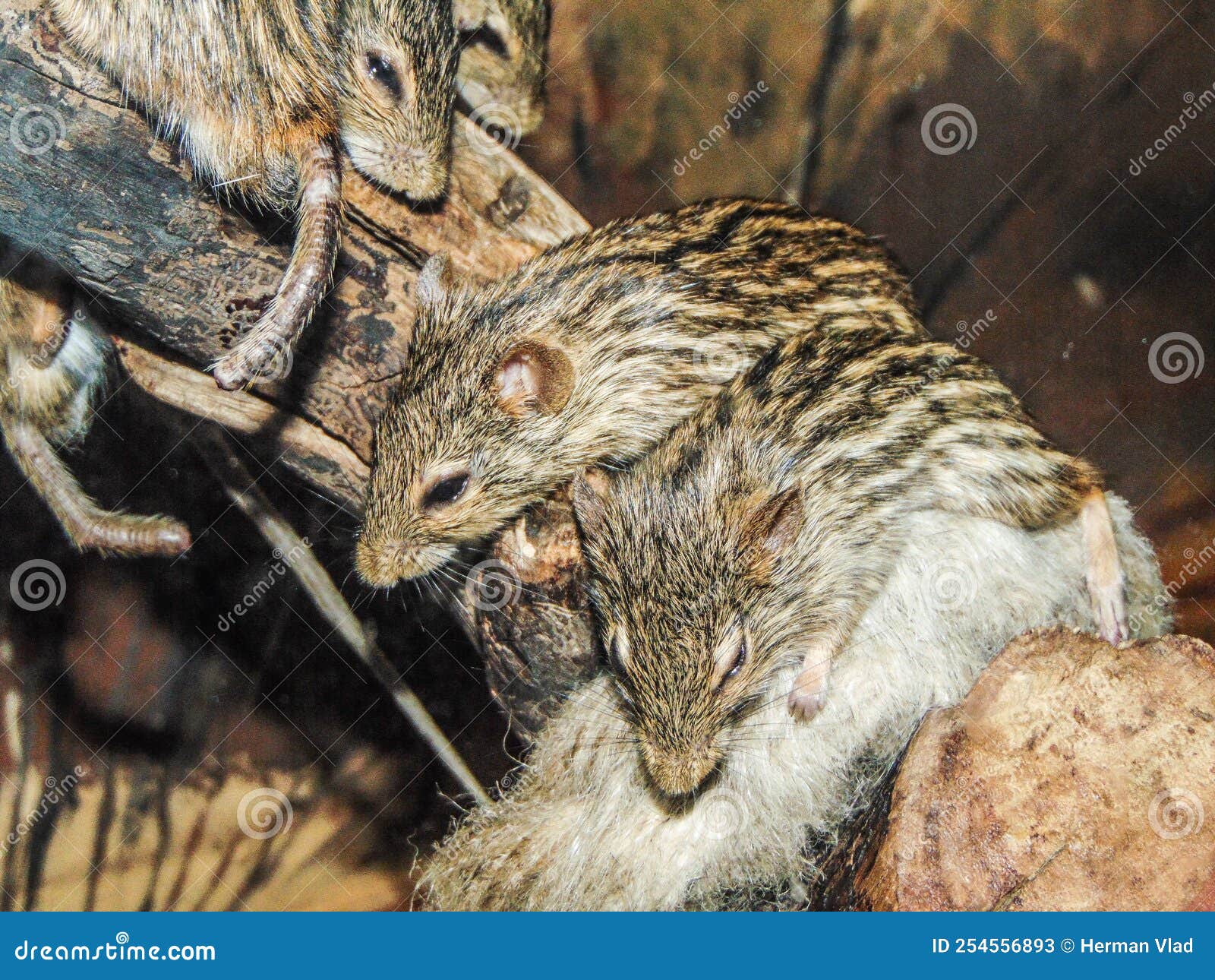 Group of Barbary Striped Grass Mouse Stock Image - Image of barbary ...