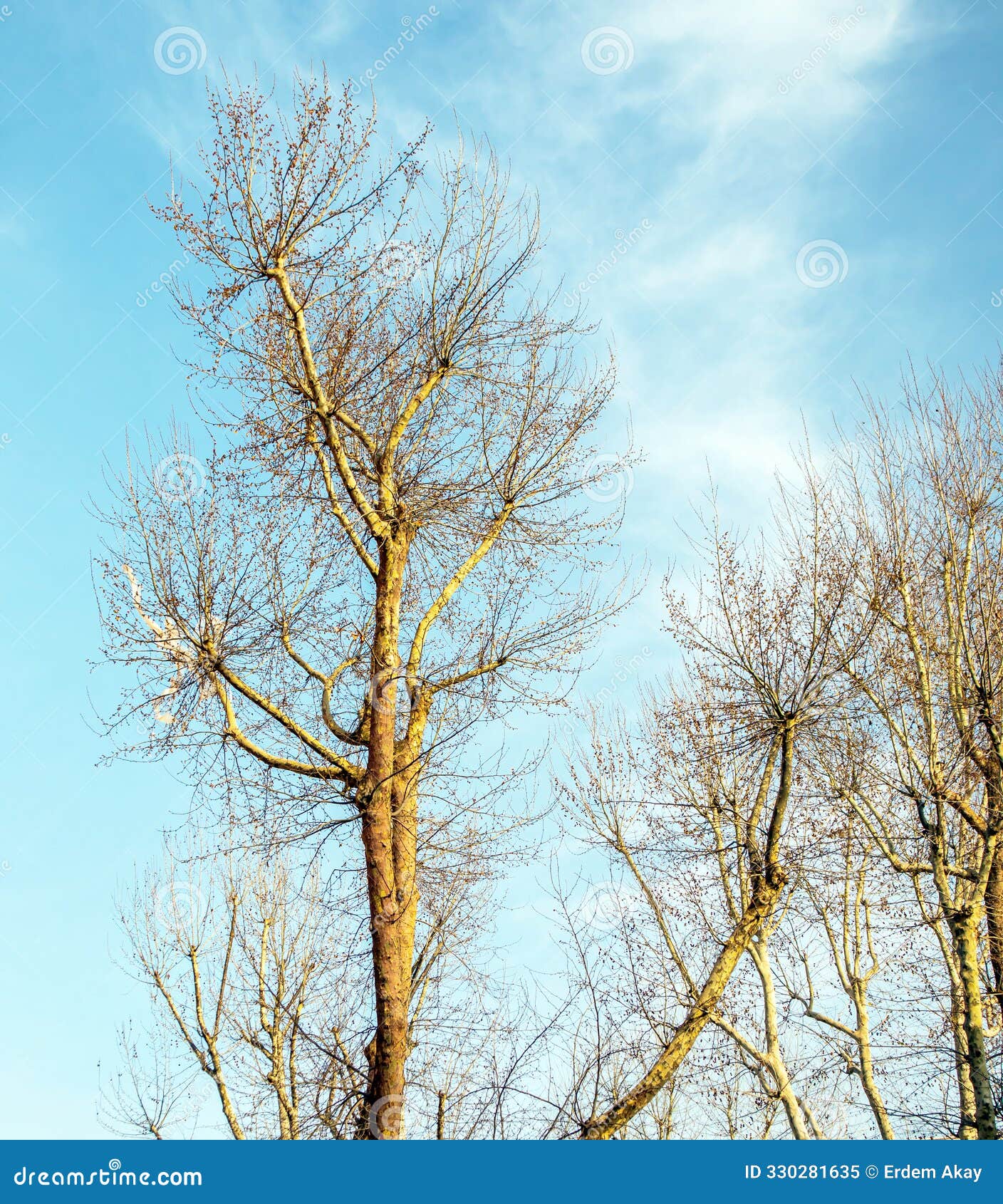 Group of Bare Trees Large Long Trunks and Branches Stretching To Blue ...