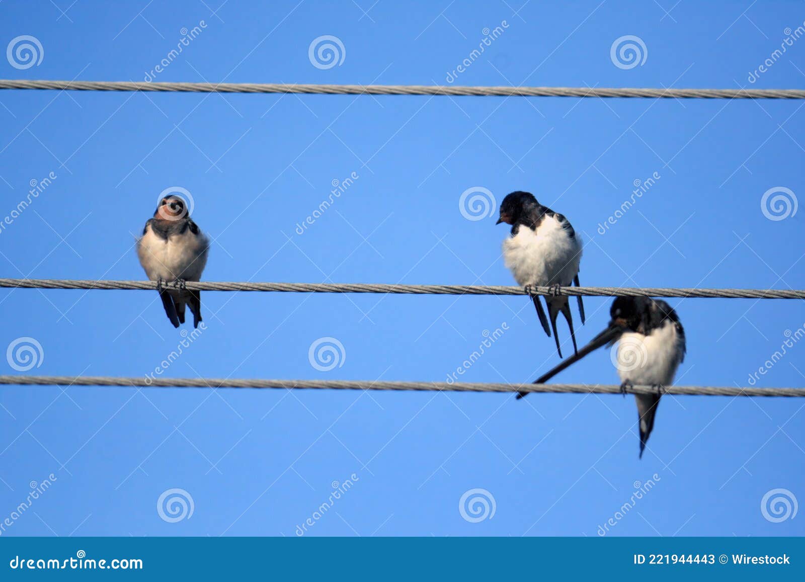 Group of Barn Swallow Birds Perched on Wires Stock Image - Image of ...
