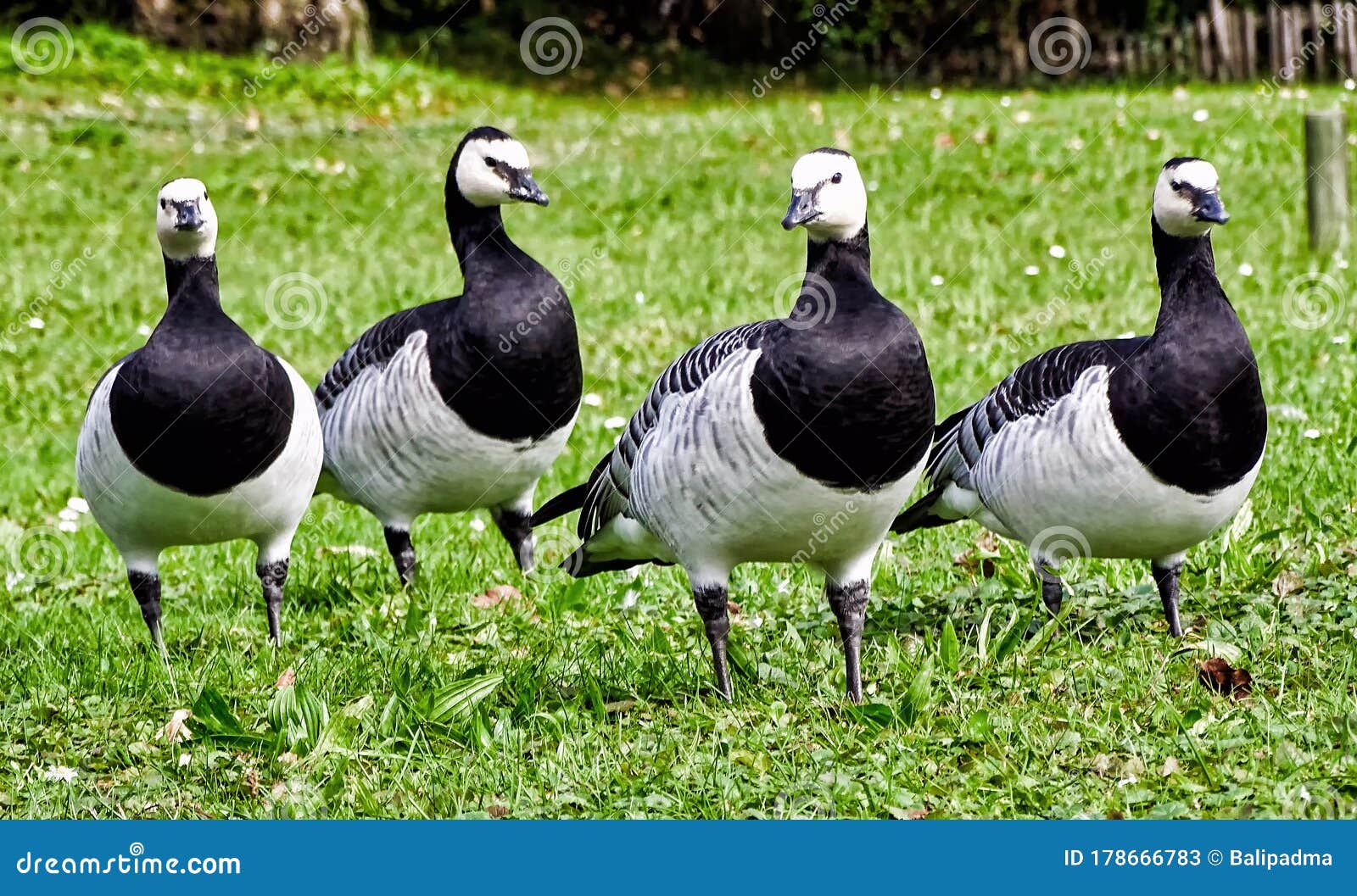 Group of 4 Barnacle Geese Branta Leucopsis Side by Side in a Meadow ...
