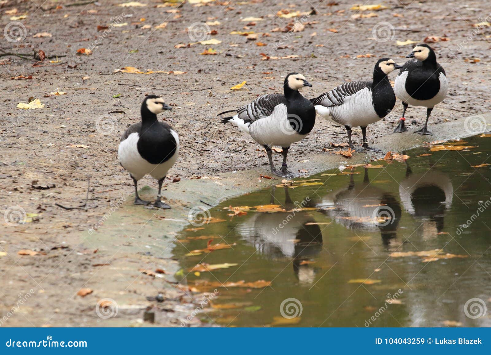 Barnacle geese stock image. Image of water, branta, bird - 104043259