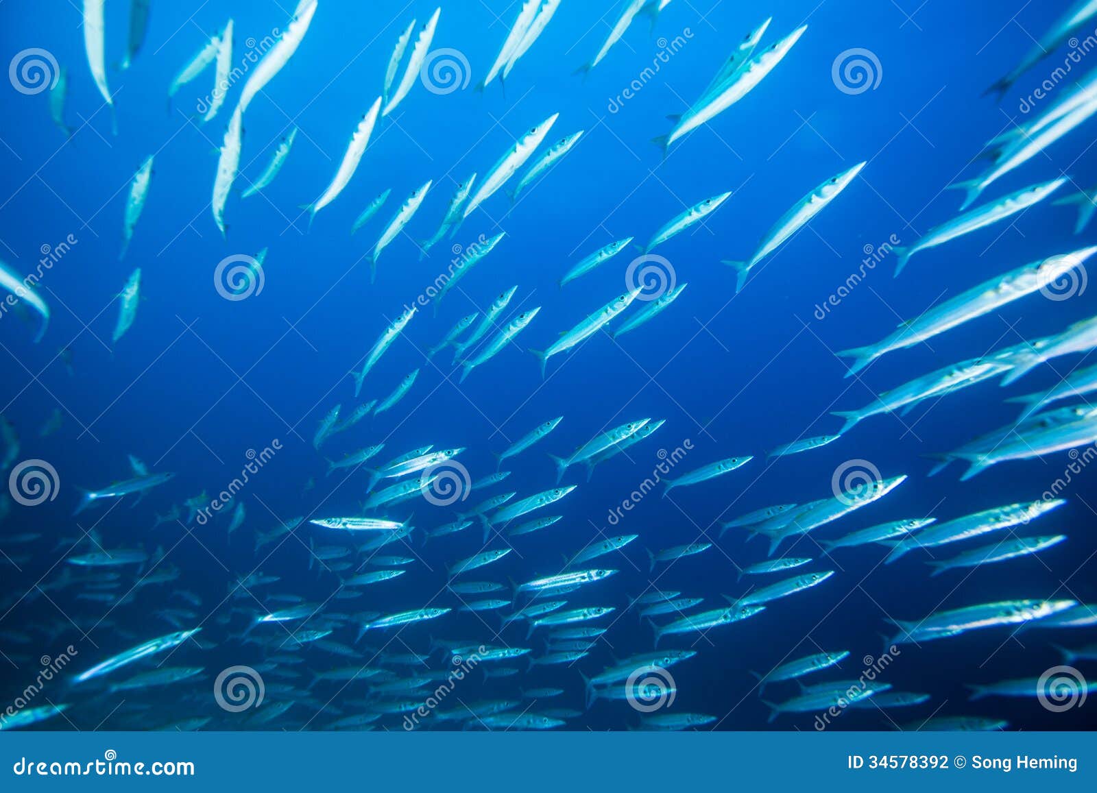 Group of Barracuda stock photo. Image of destination - 34578392