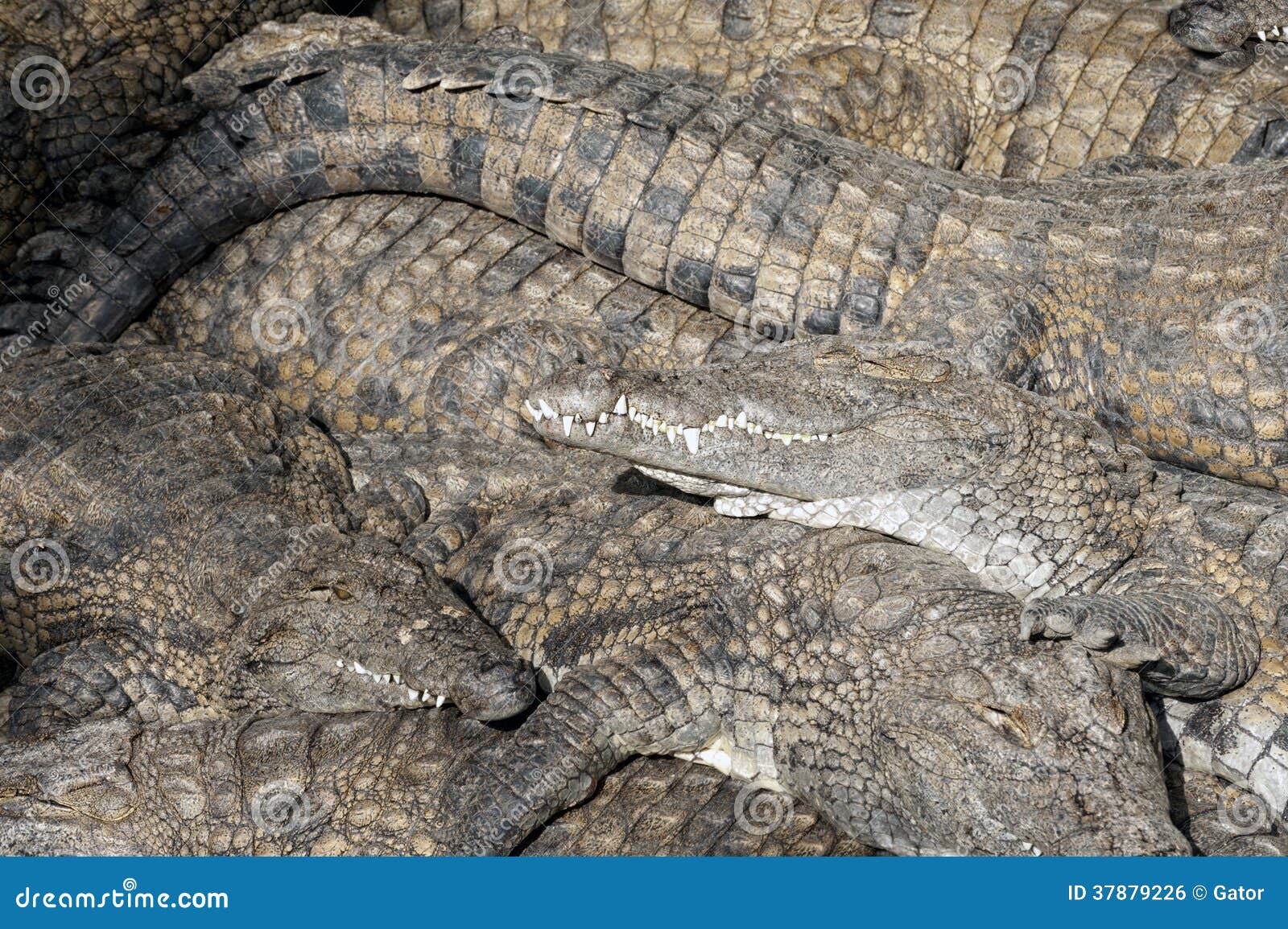 Group of Basking Crocodiles Stock Photo - Image of animal, carnivore ...