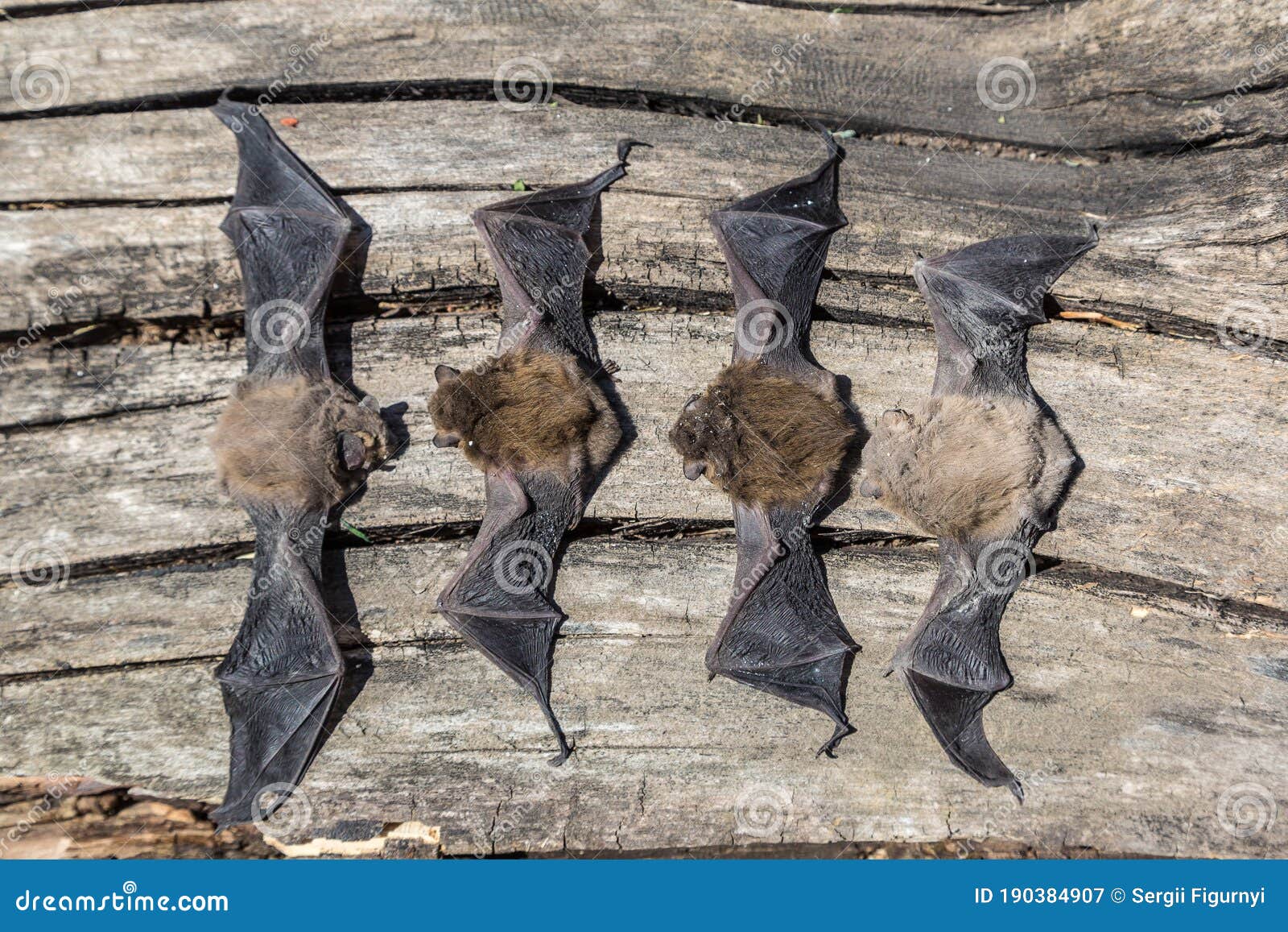 Group of bat stock image. Image of group, blood, wilderness - 190384907