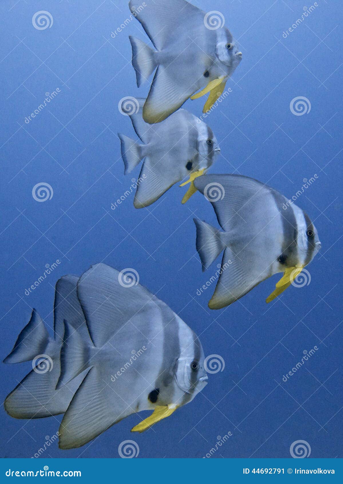 Group of bat fish stock image. Image of exploration, deep - 44692791