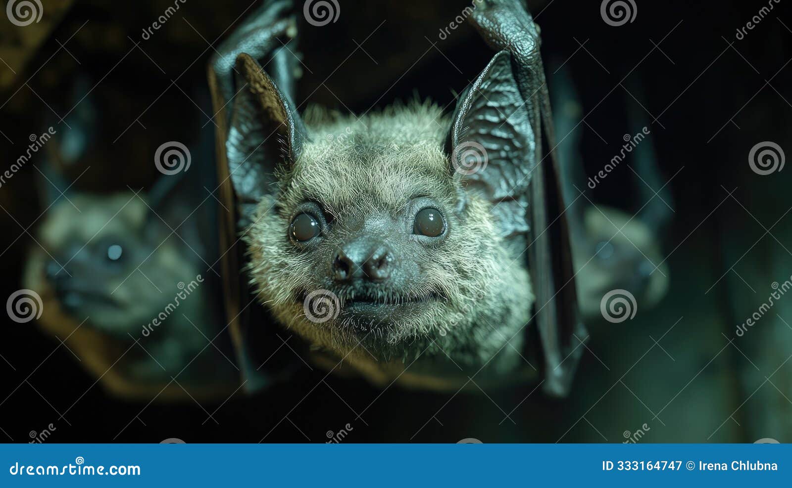 Group of Bats Hanging Upside Down in Cave Stock Illustration ...