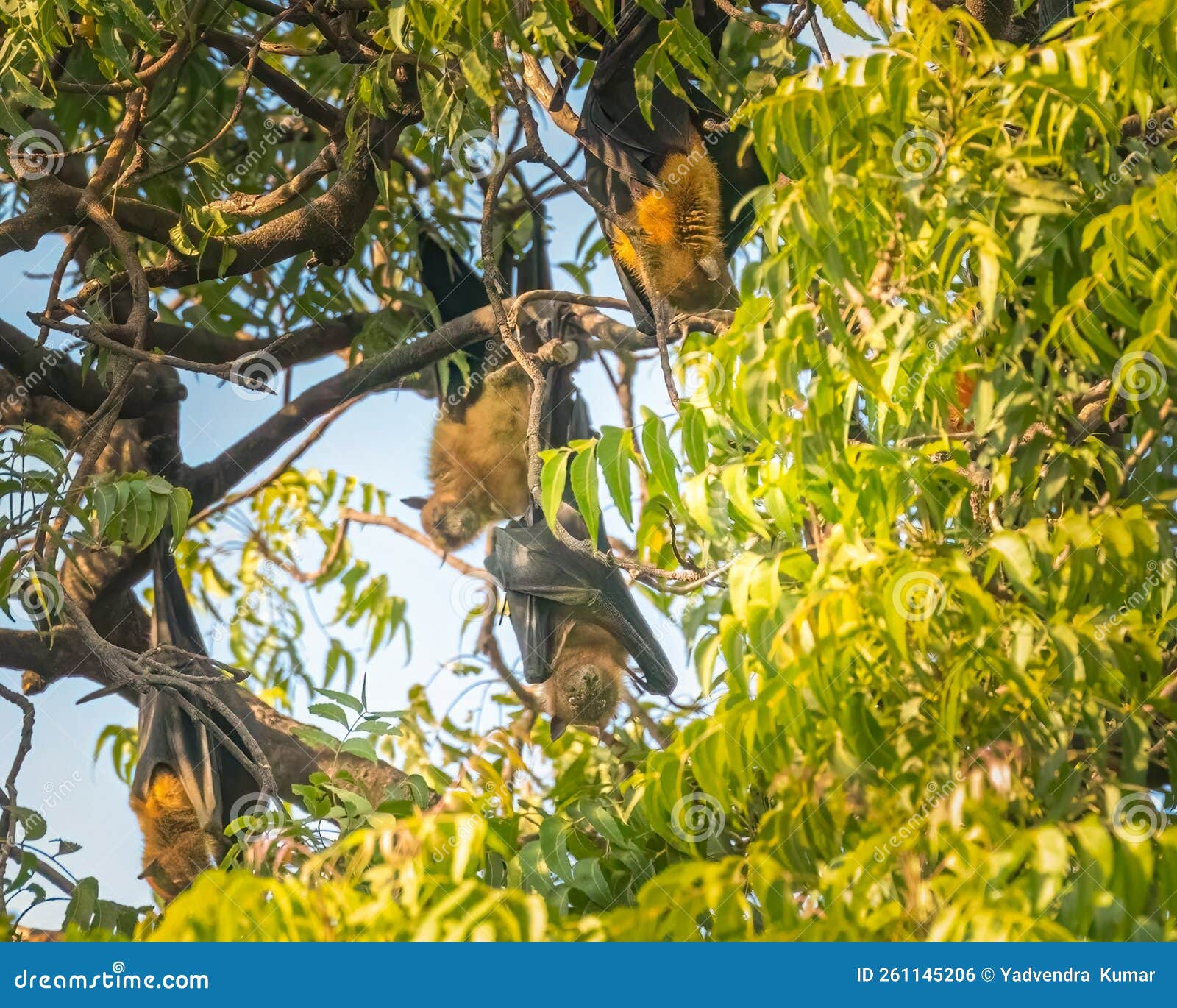 A Group of bats on a tree stock photo. Image of closeup - 261145206