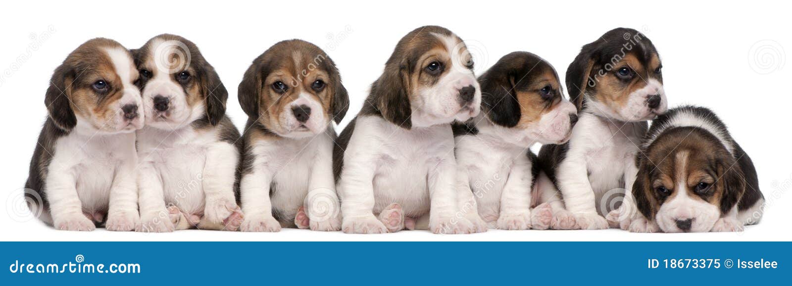 2,037 Beagle Group Stock Photos - Free & Royalty-Free Stock Photos from ...