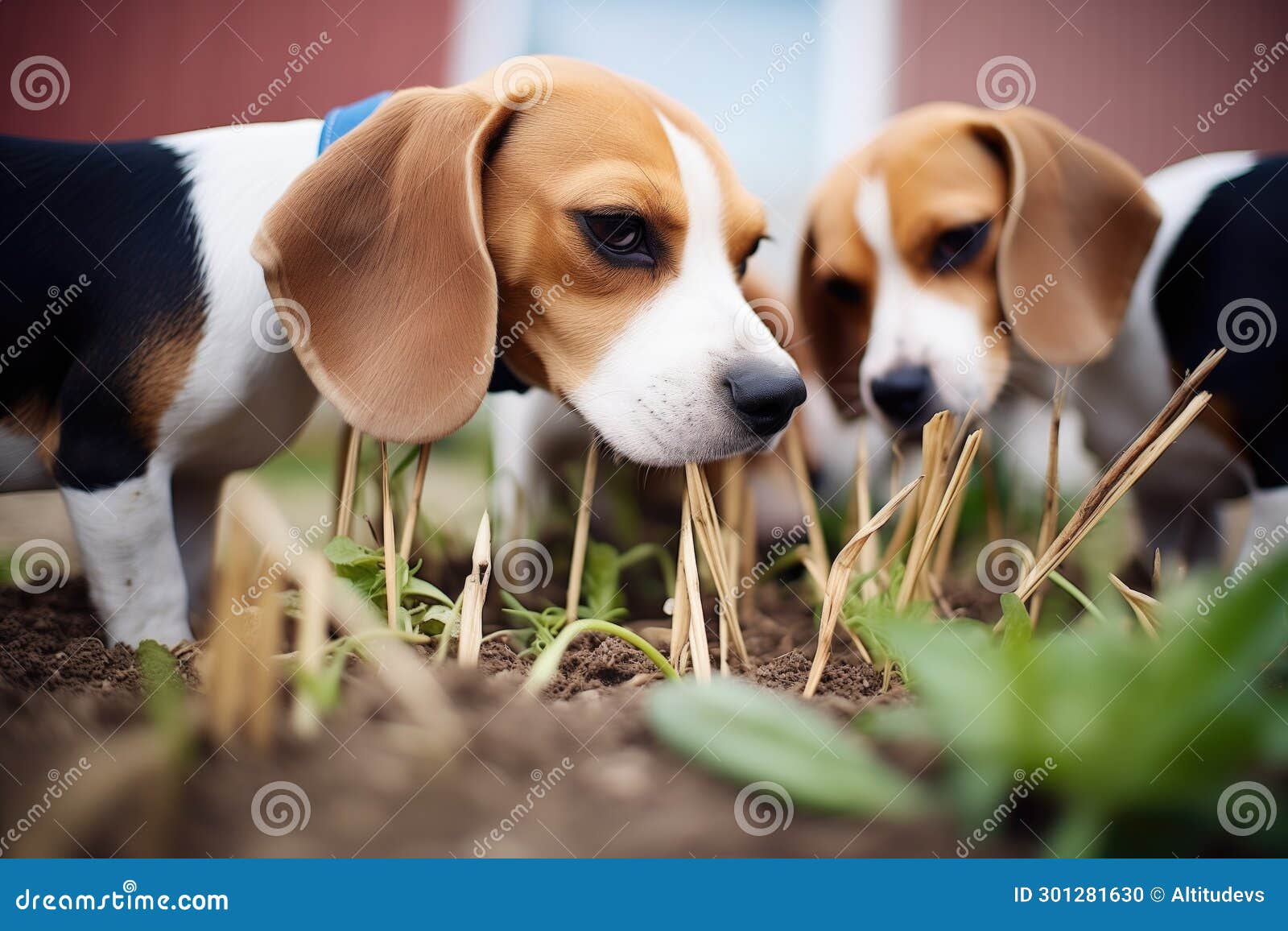 A Group of Beagles Digging in a Garden Stock Illustration ...