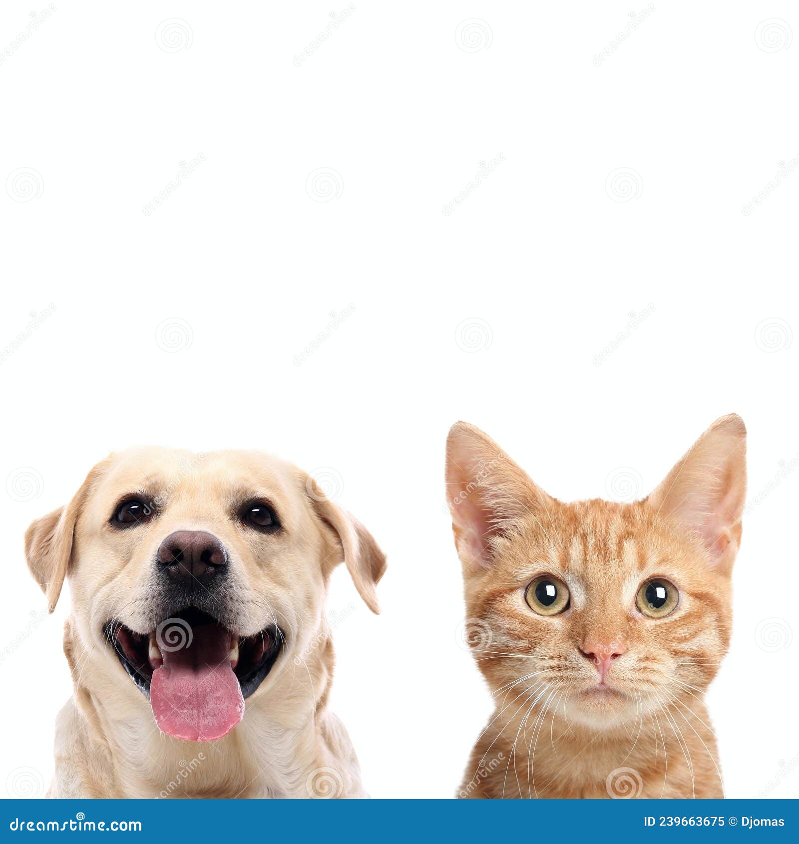 Group of Beautiful Animals in Front of a White Background Stock Image ...