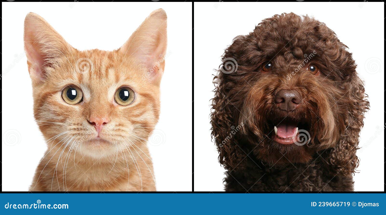 Group of Beautiful Animals in Front of a White Background Stock Image ...