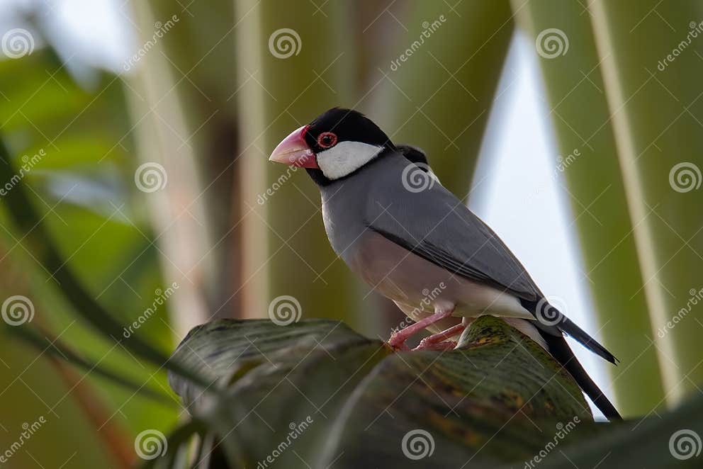 Group of Beautiful Bird Java Sparrow (Lonchura Oryzivora Stock Photo ...