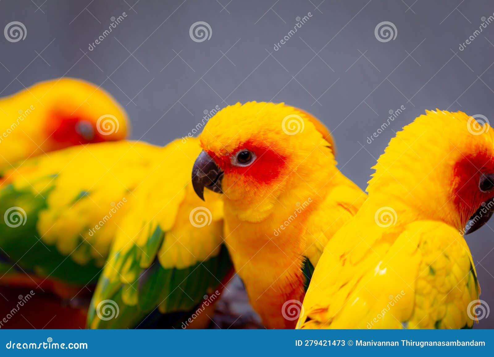 Group of Beautiful and Bright Yellow Colored Sun Parakeets Sitting Over ...