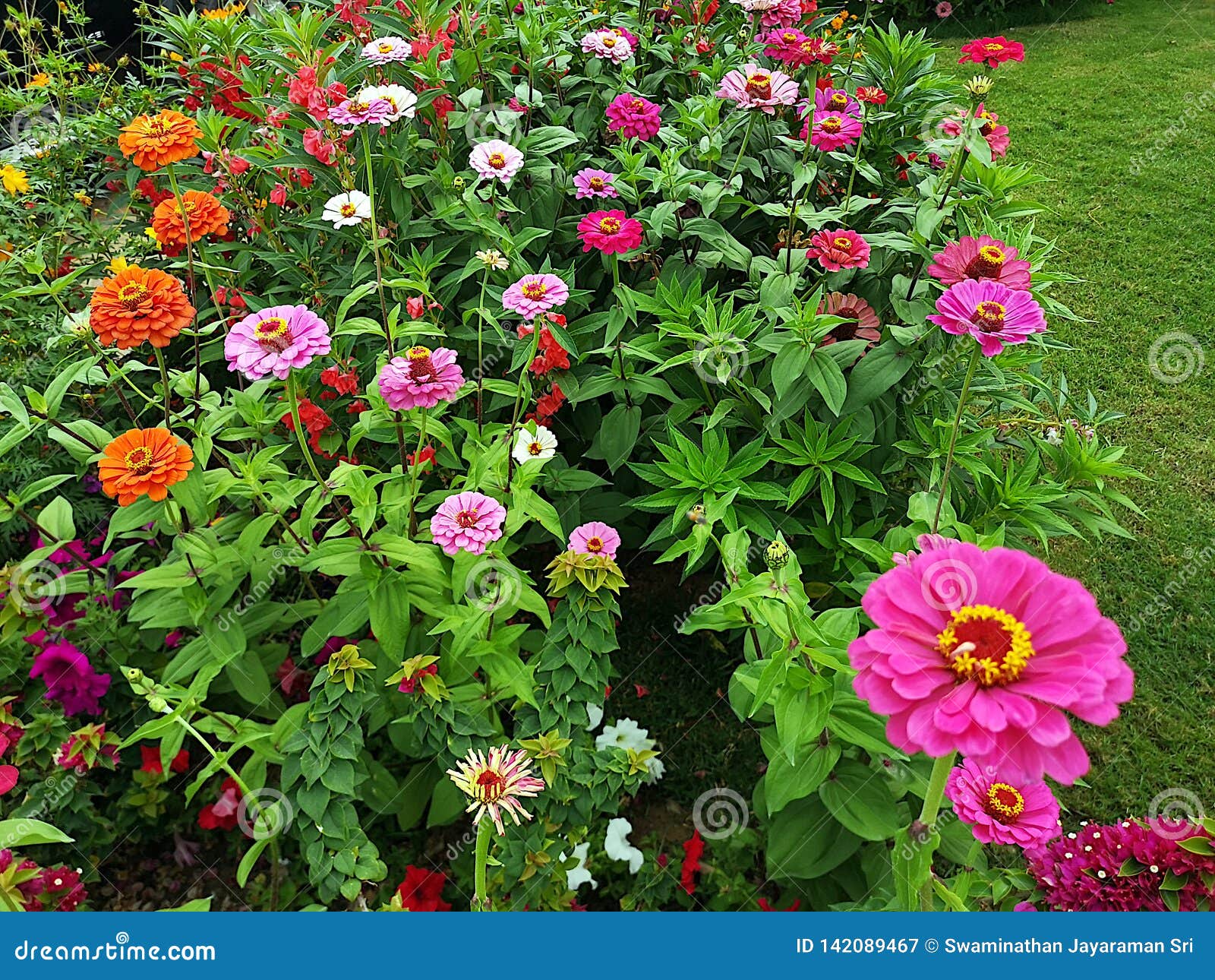 Group of Beautiful and Colorful Flowers Stock Image - Image of natural ...