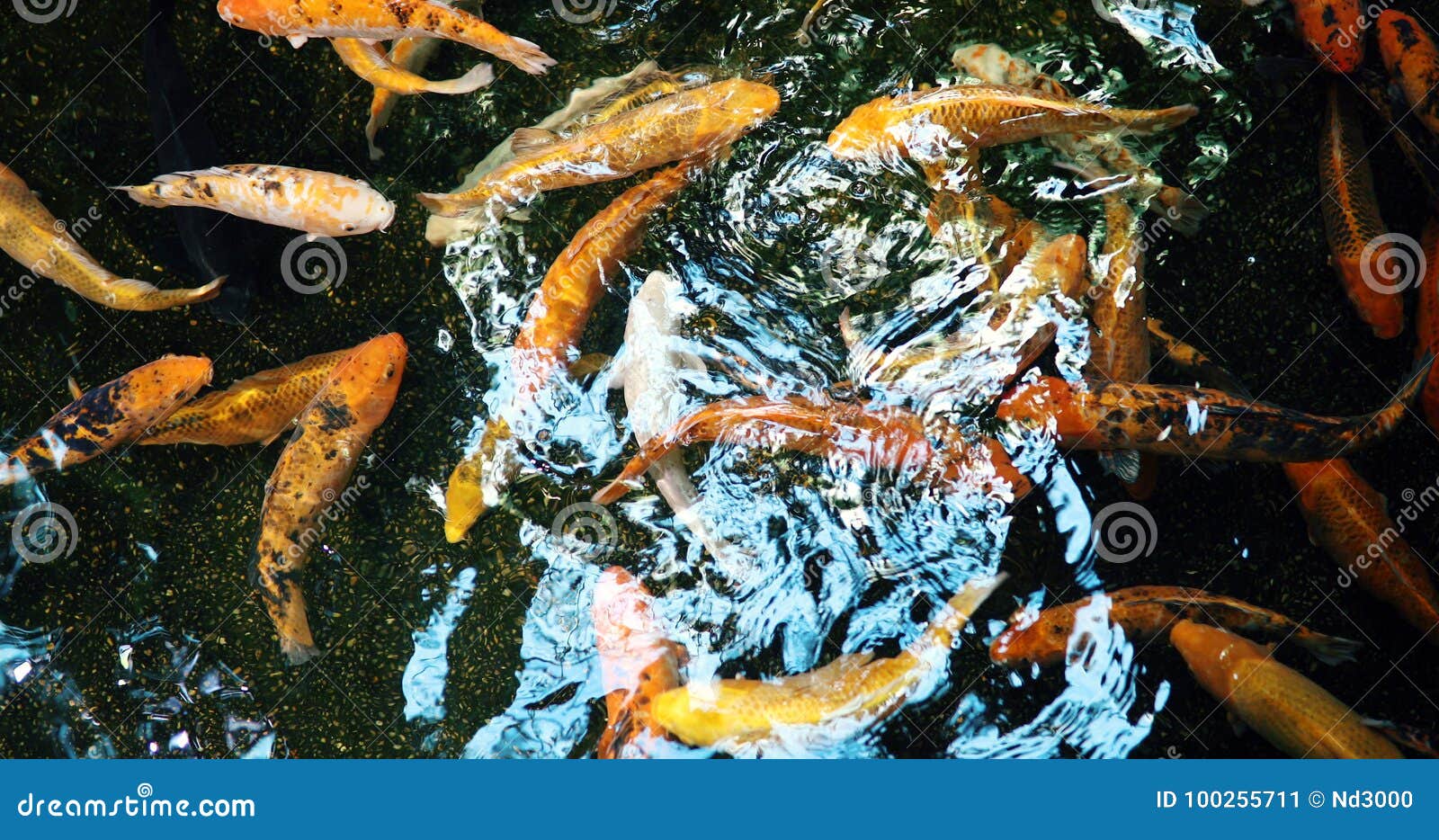 Group of Colorful Koi Fish Swimming in Pond Stock Image - Image of ... Group of Colorful Koi Fish Swimming in Pond Stock Image - Image of ...