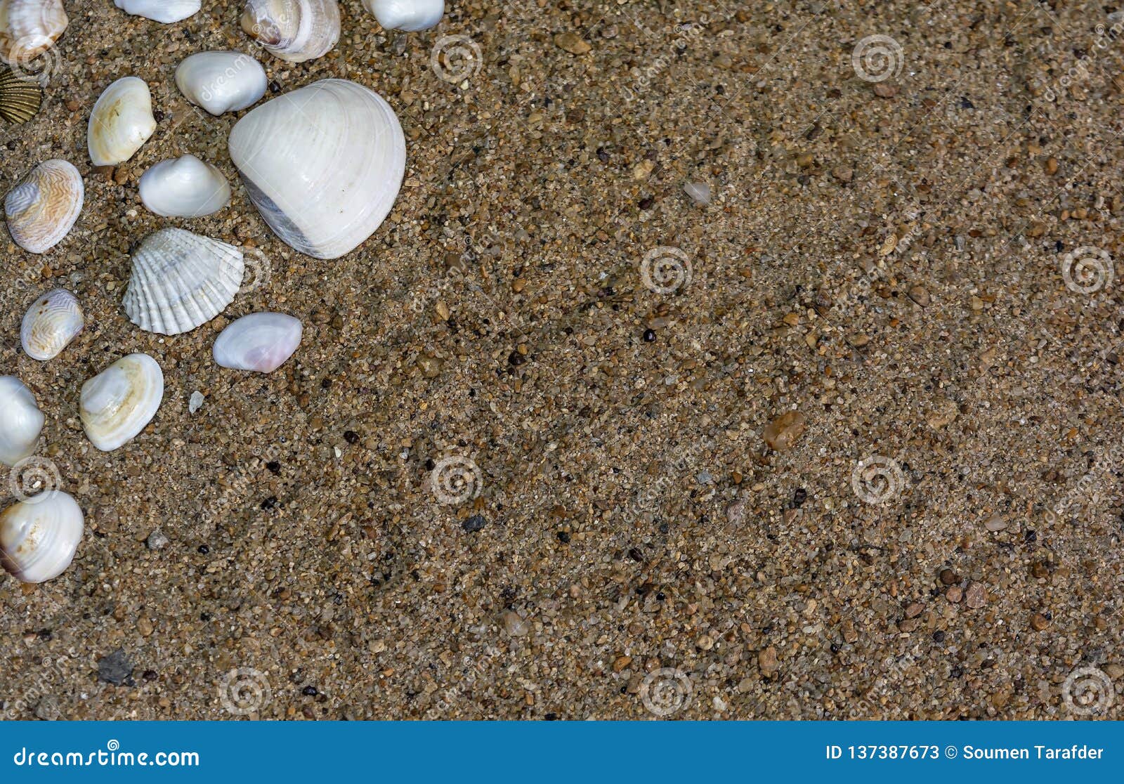 A Group of Beautiful Small Seashells with Copy Space. Stock Image ...