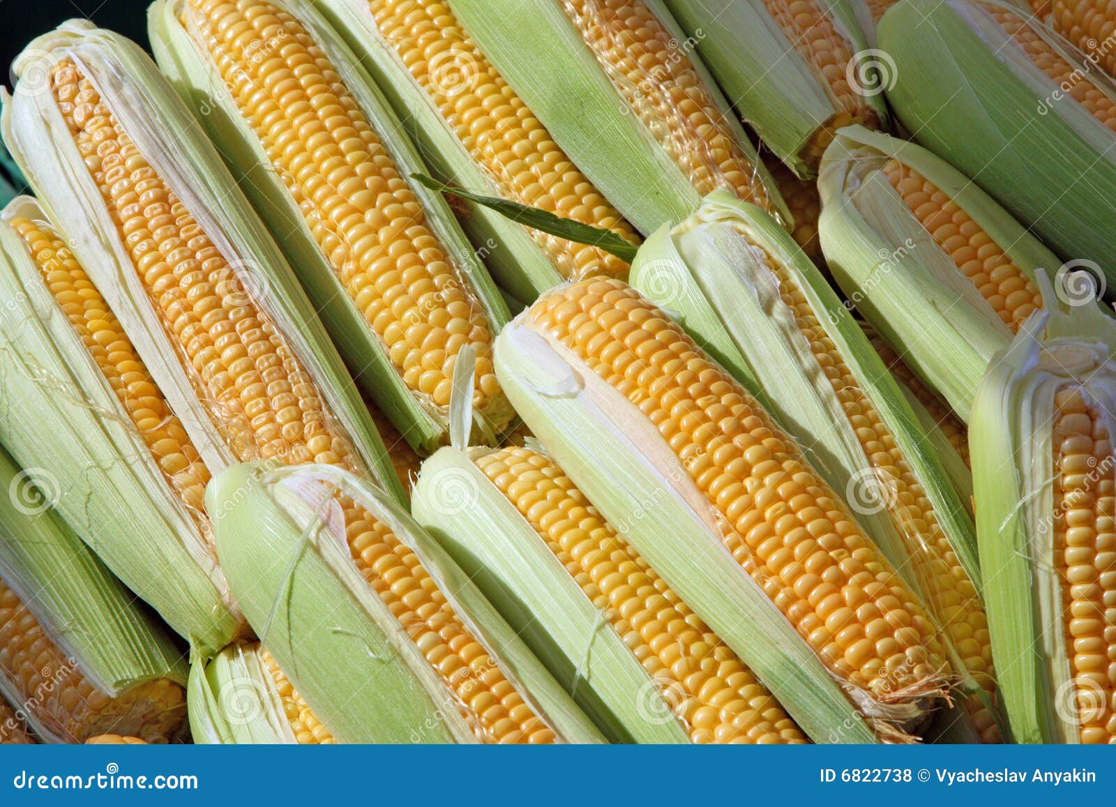 Group of beautiful corn stock photo. Image of bunch, natural - 6822738