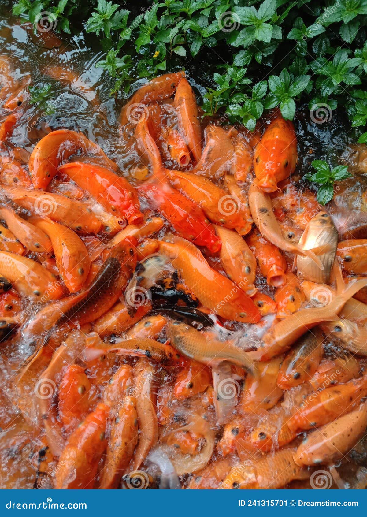 The Group of Beautiful Fish they All are Hungry Stock Image - Image of ...