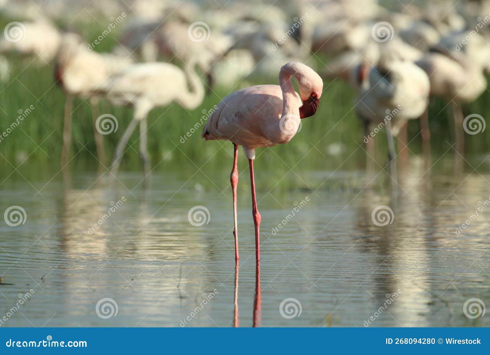 Group of Beautiful Flamingos Resting in a Lake Stock Photo - Image of ...