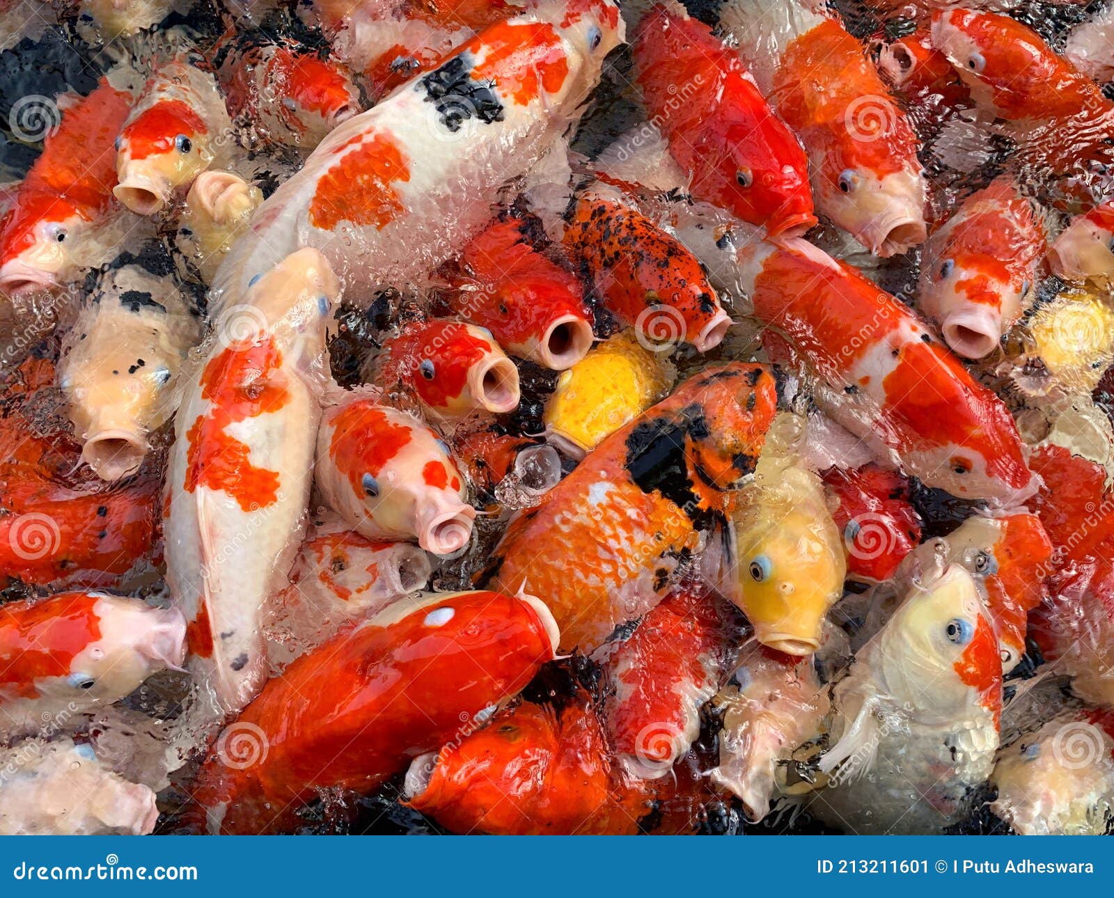 A Group of Beautiful Koi Fish in a Fish Pond. Stock Image - Image of ...
