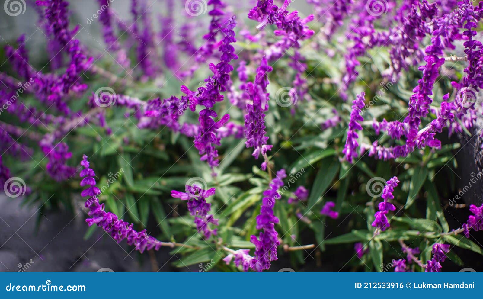 A Group of Beautiful Lavender Flowers. Stock Photo - Image of shrub ...