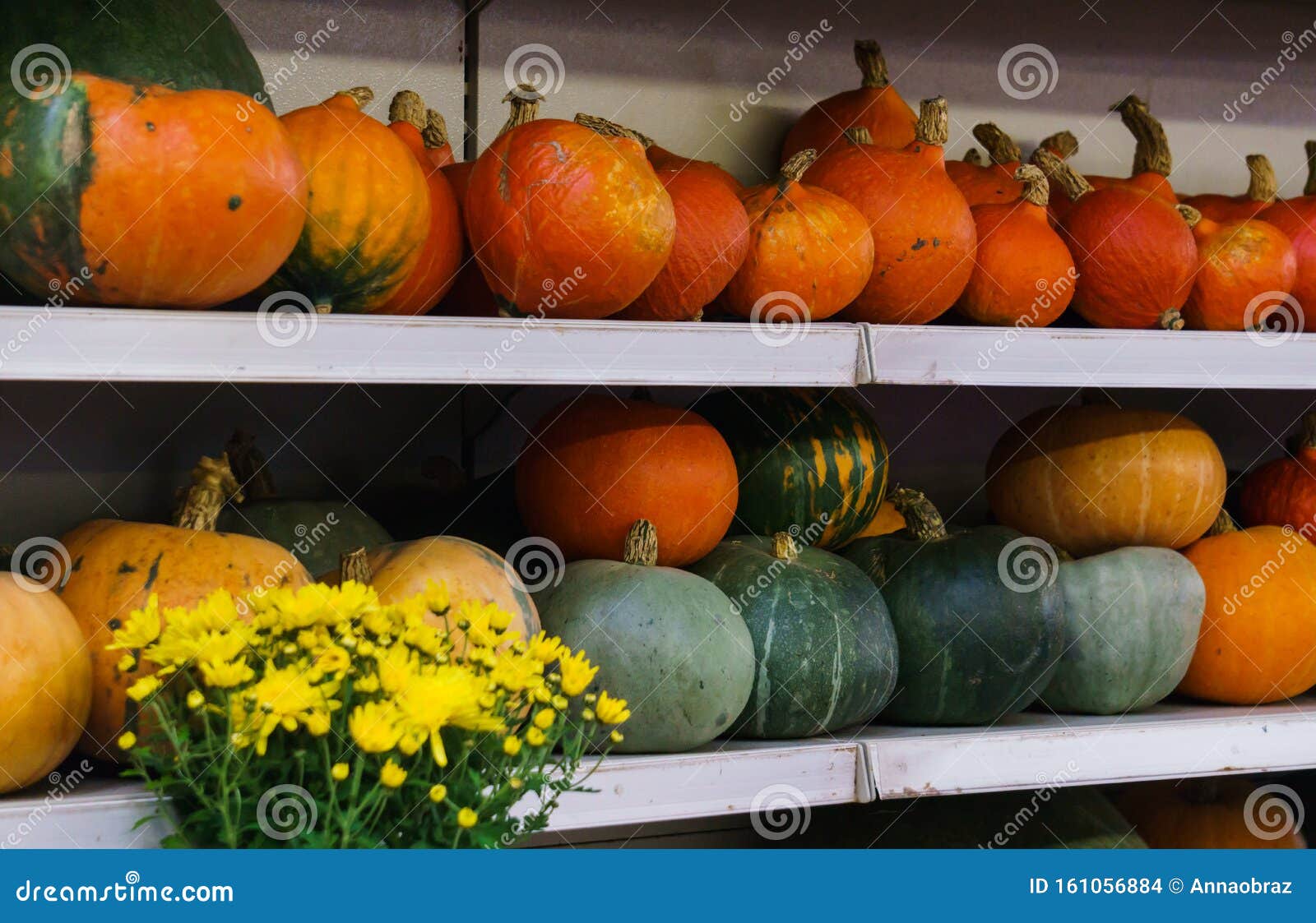 Group of Beautiful Multi-colored Pumpkins Close-up on a Shelf in the ...