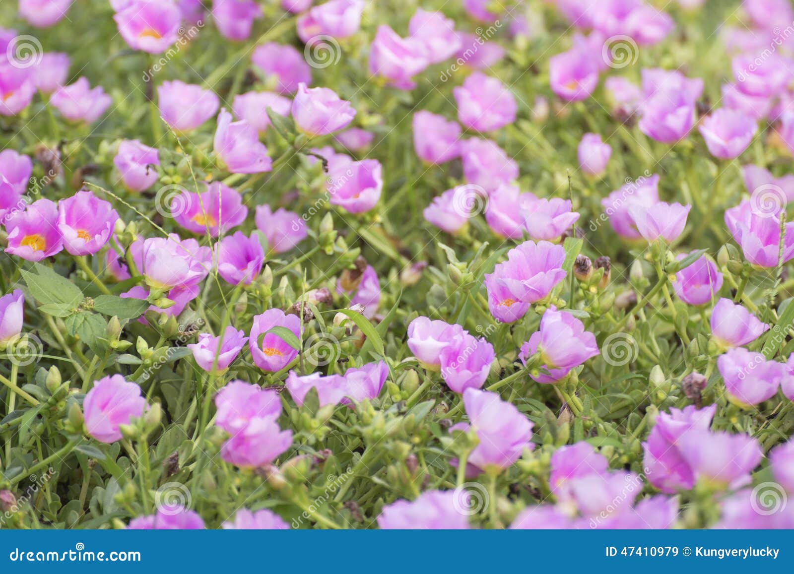 Group of Beautiful Pink Flower Stock Image - Image of blur, beauty ...