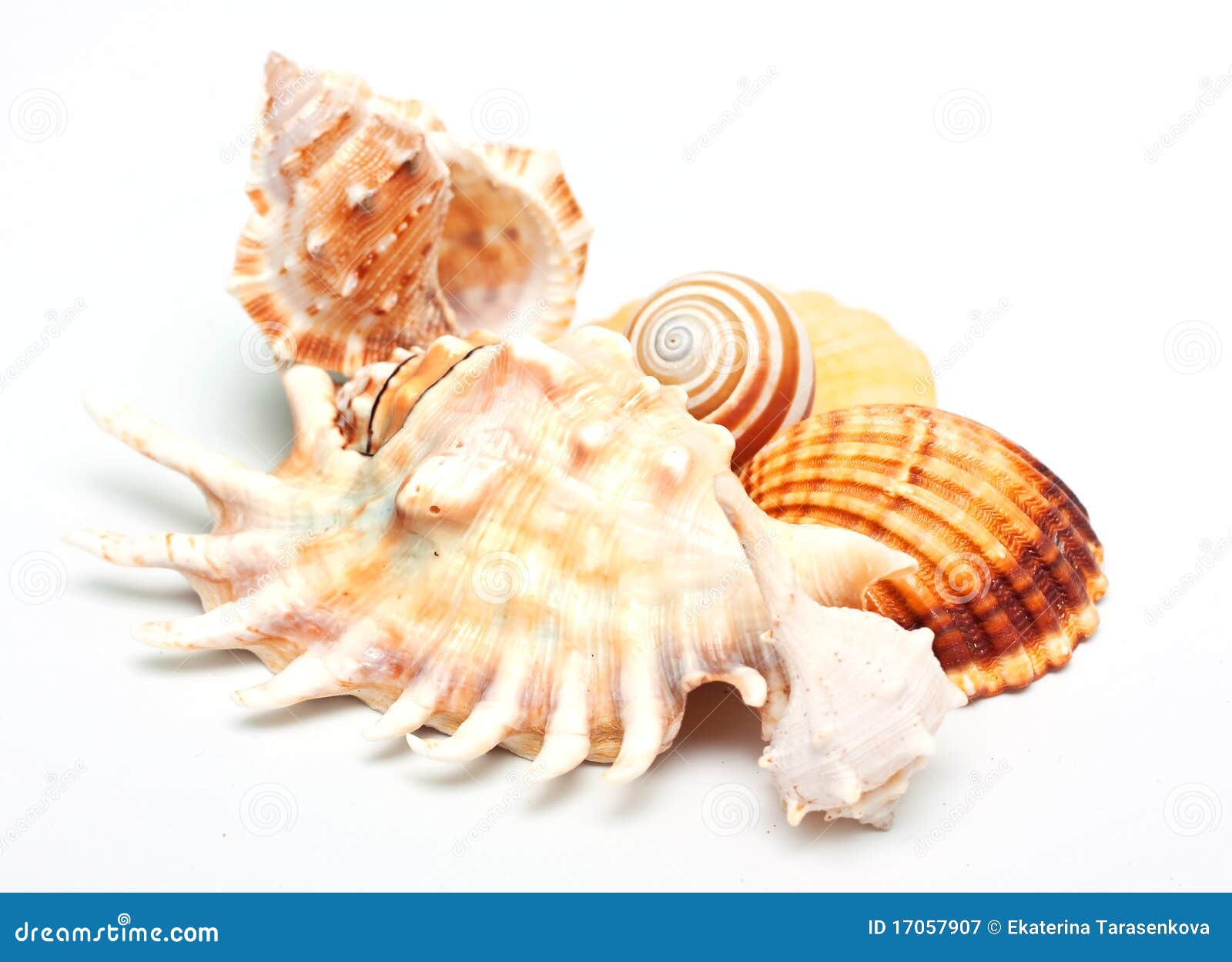 Group Of Beautiful Sea Shell. Stock Image - Image of backgrounds ...