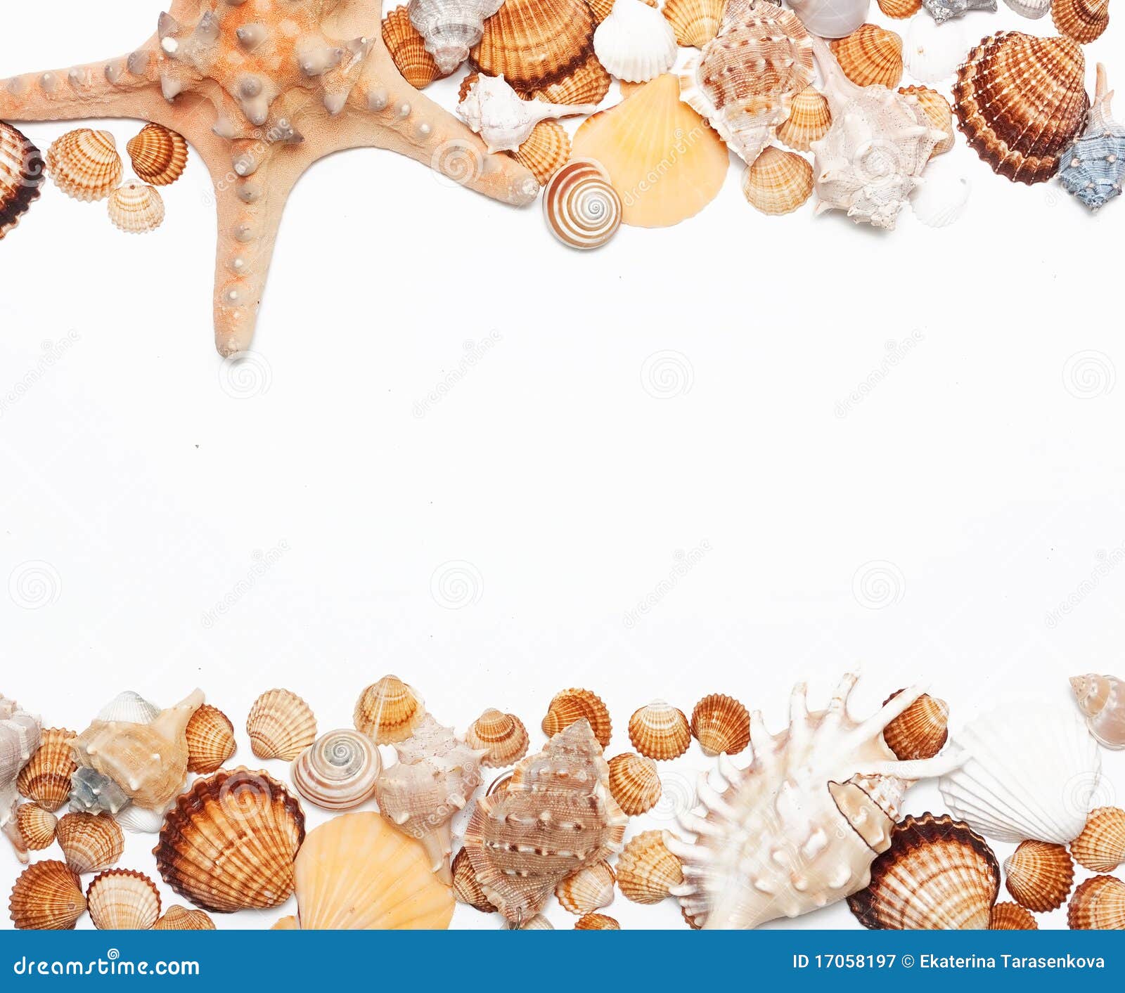 Group of Beautiful Sea Shell. Stock Image - Image of close, animal ...