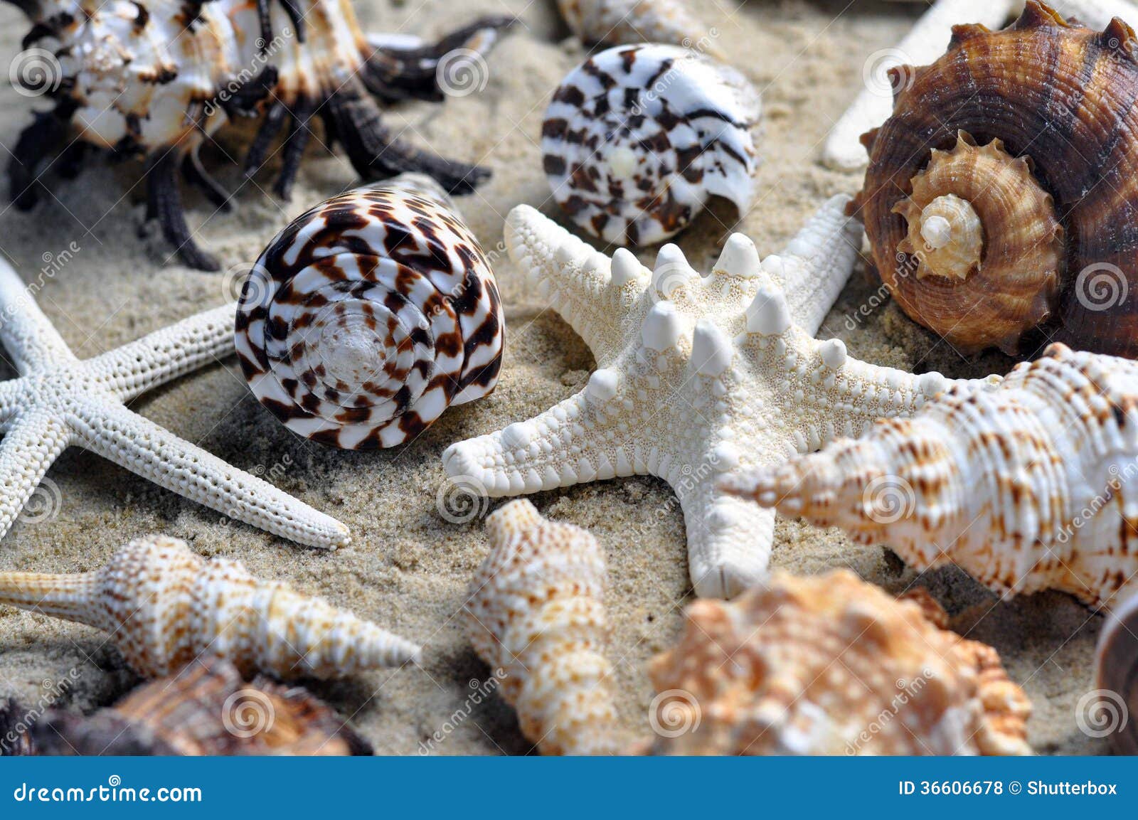 Beautiful Sea Shells