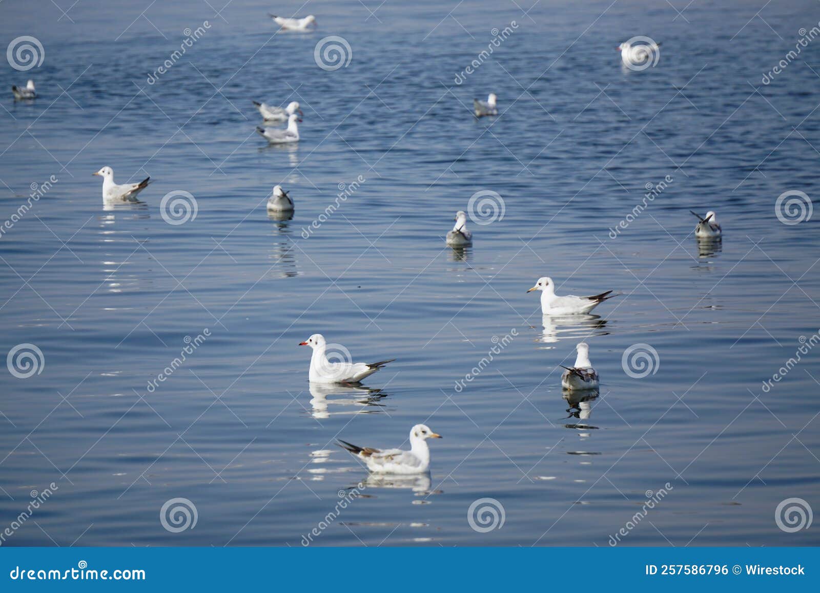 Group of Beautiful Seabirds on the Water Surface Stock Photo - Image of ...