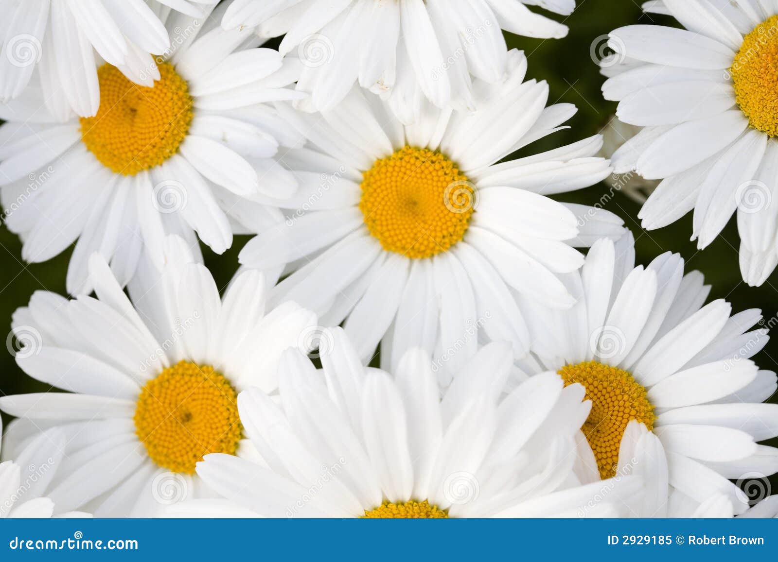 Group of Beautiful Shasta Dais Stock Image - Image of nature, small ...