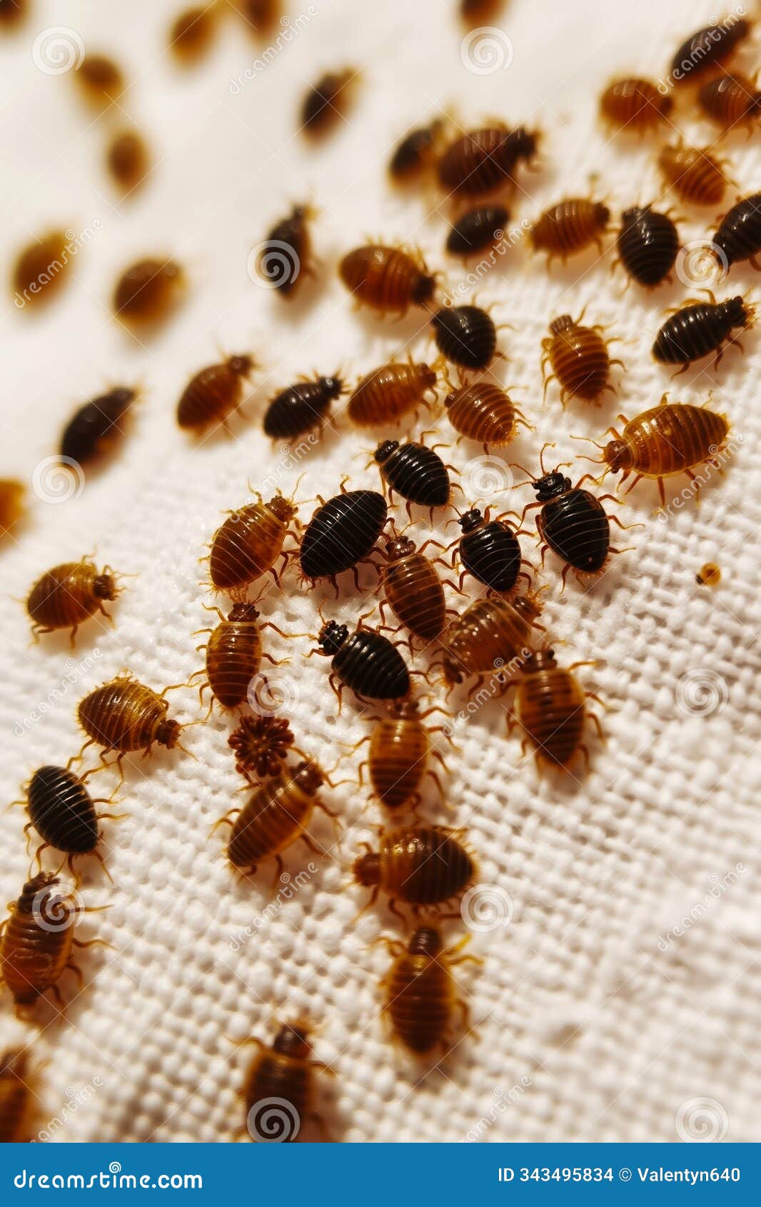 A Group of Bed Bugs Crawling on a White Surface Stock Photo - Image of ...
