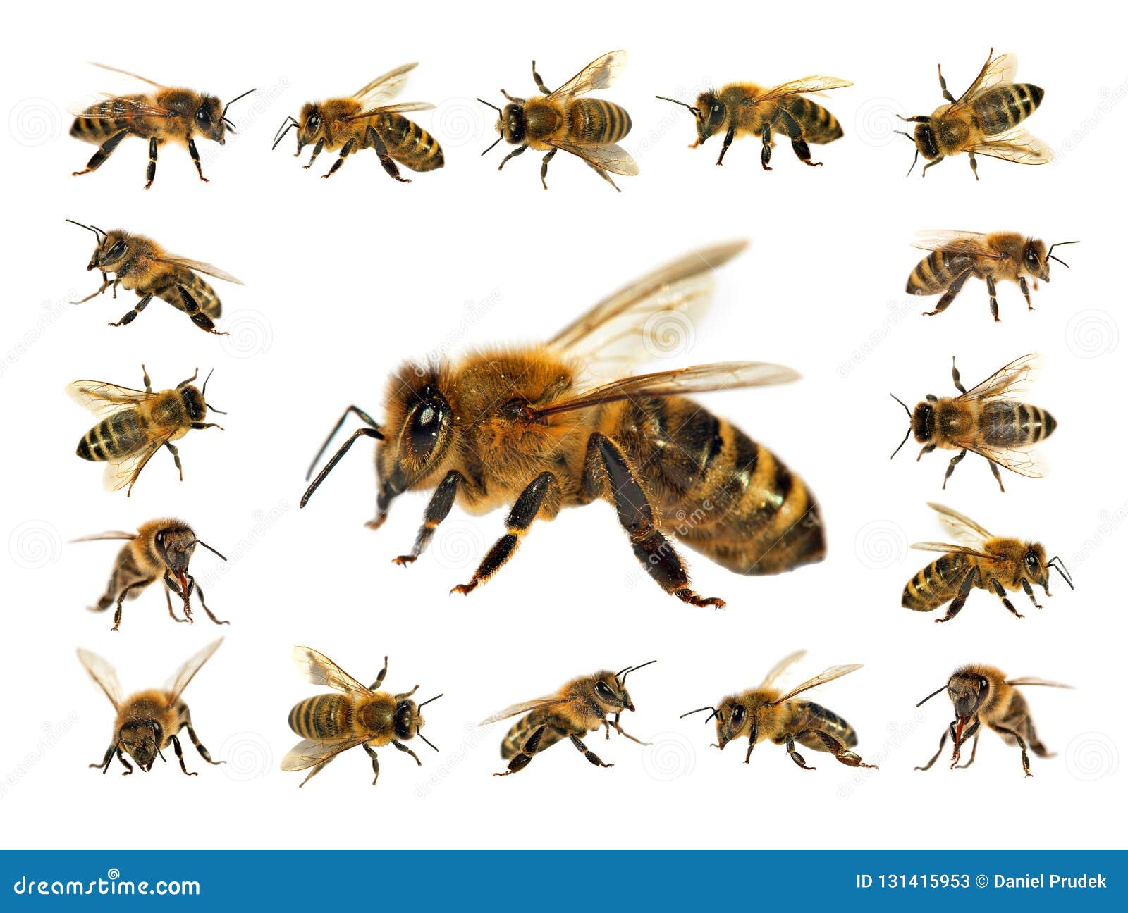 Group of Bee or Honeybee in Latin Apis Mellifera, European or Western ... Group of Bee or Honeybee in Latin Apis Mellifera, European or Western ...