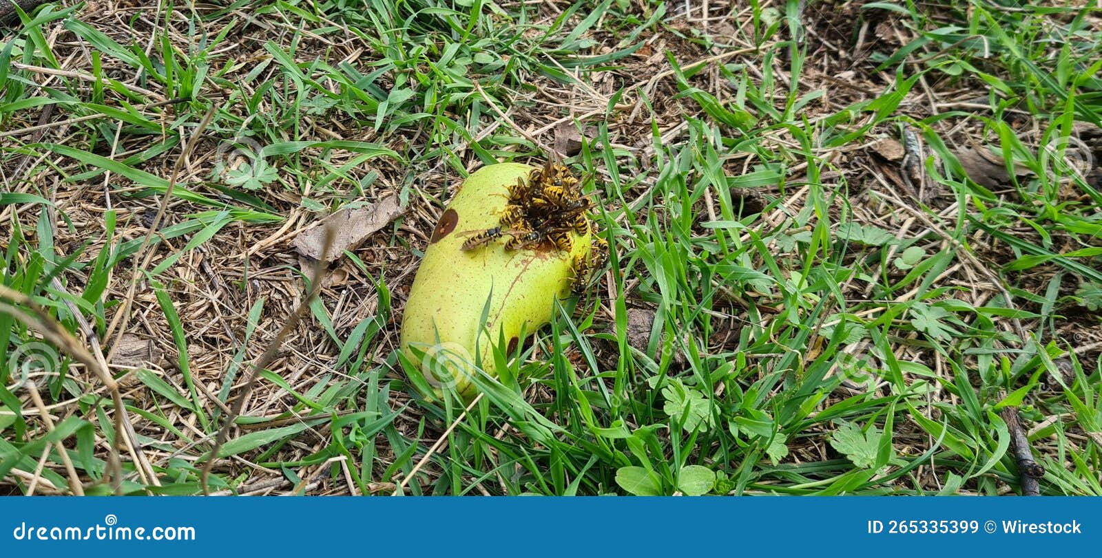 Group of Bee on a Rotten Fruit in the Ground Stock Image - Image of ...