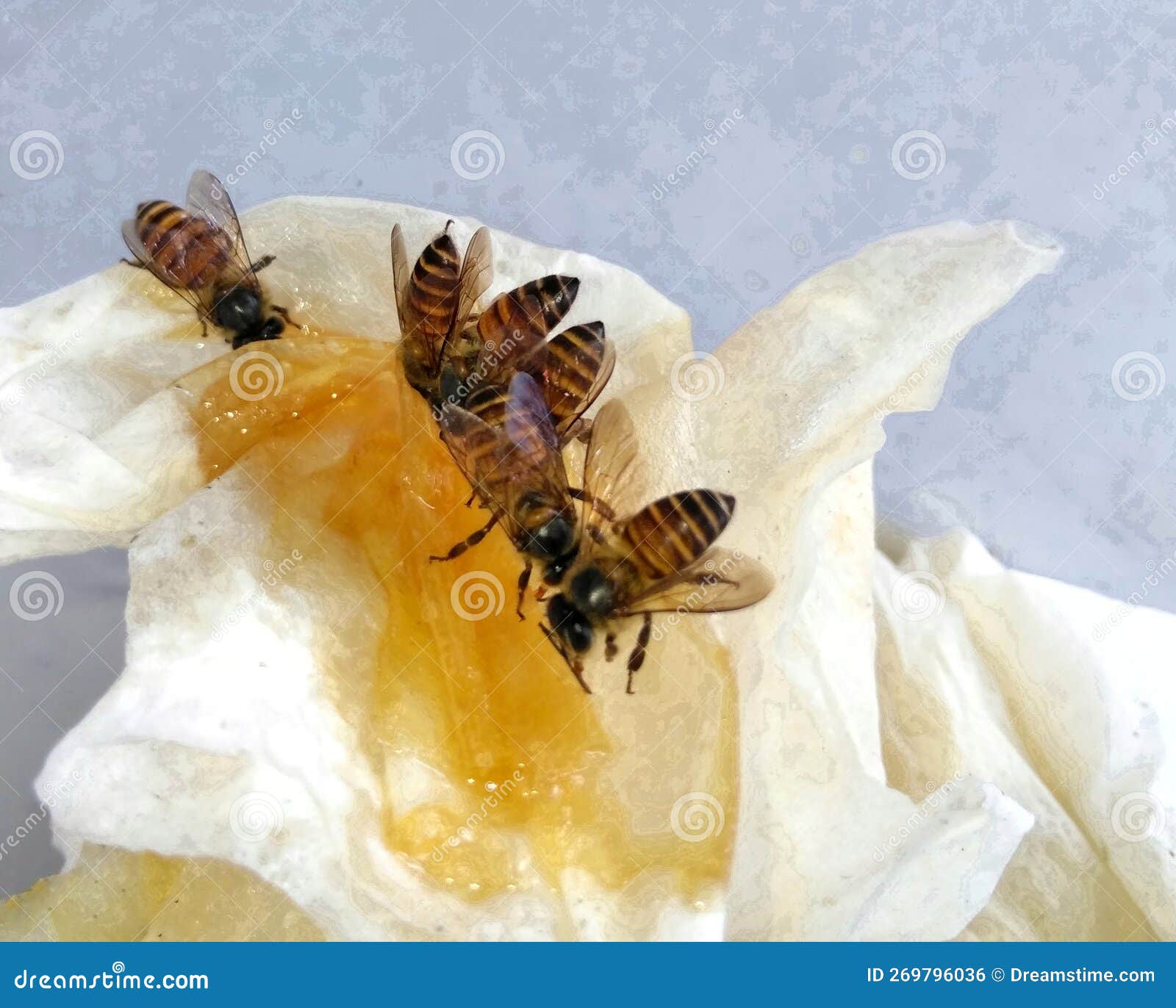 Group of bee on tissue stock photo. Image of insect - 269796036