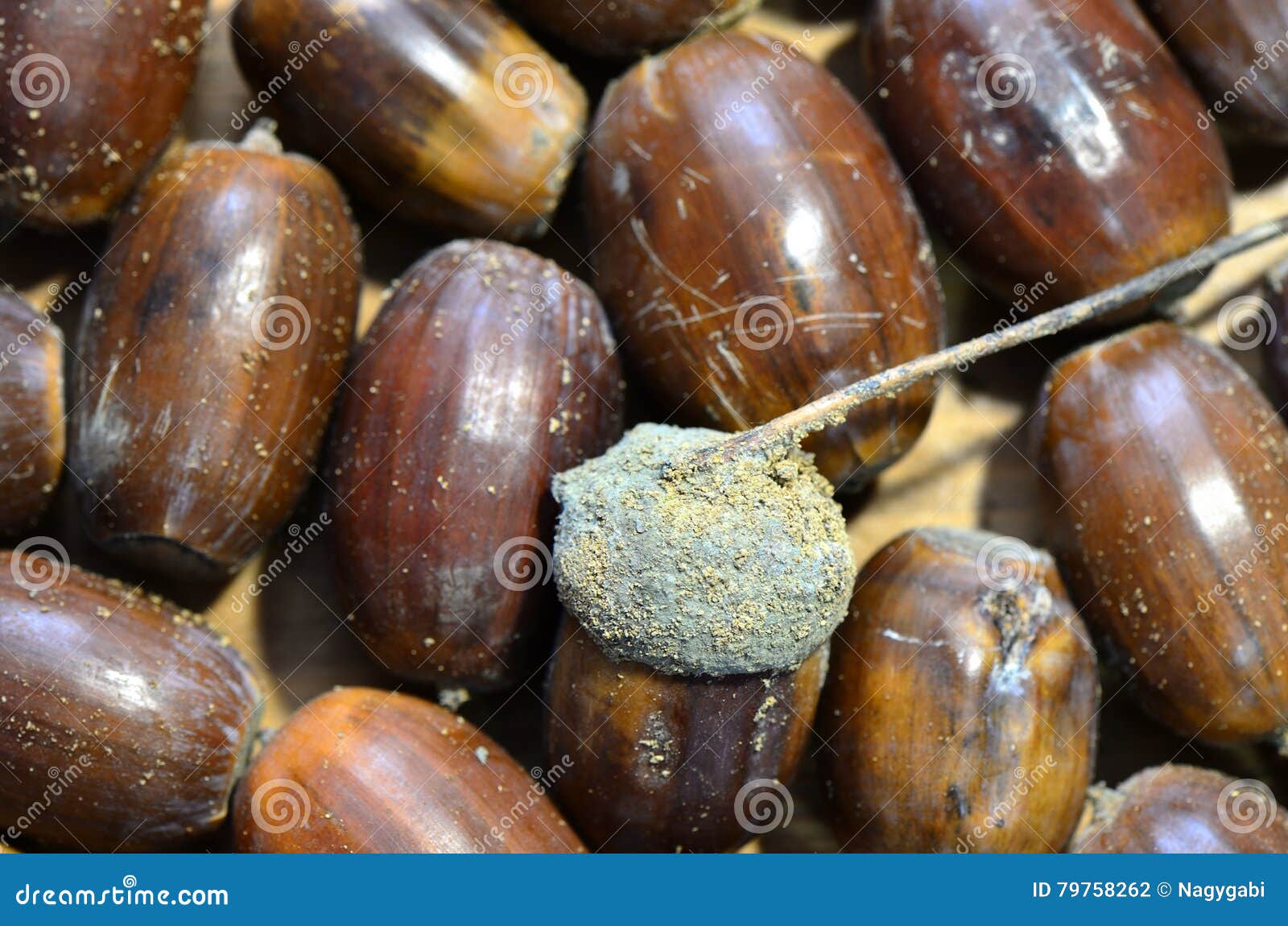 Group of beechnuts stock photo. Image of macro, beechnut - 79758262