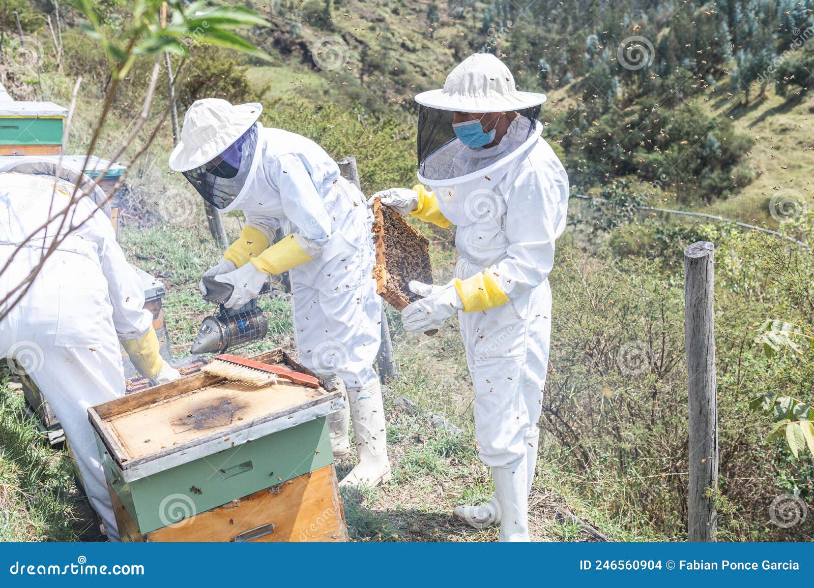 Group of Beekeepers Working in the Field Harvesting Honey Stock Photo ...