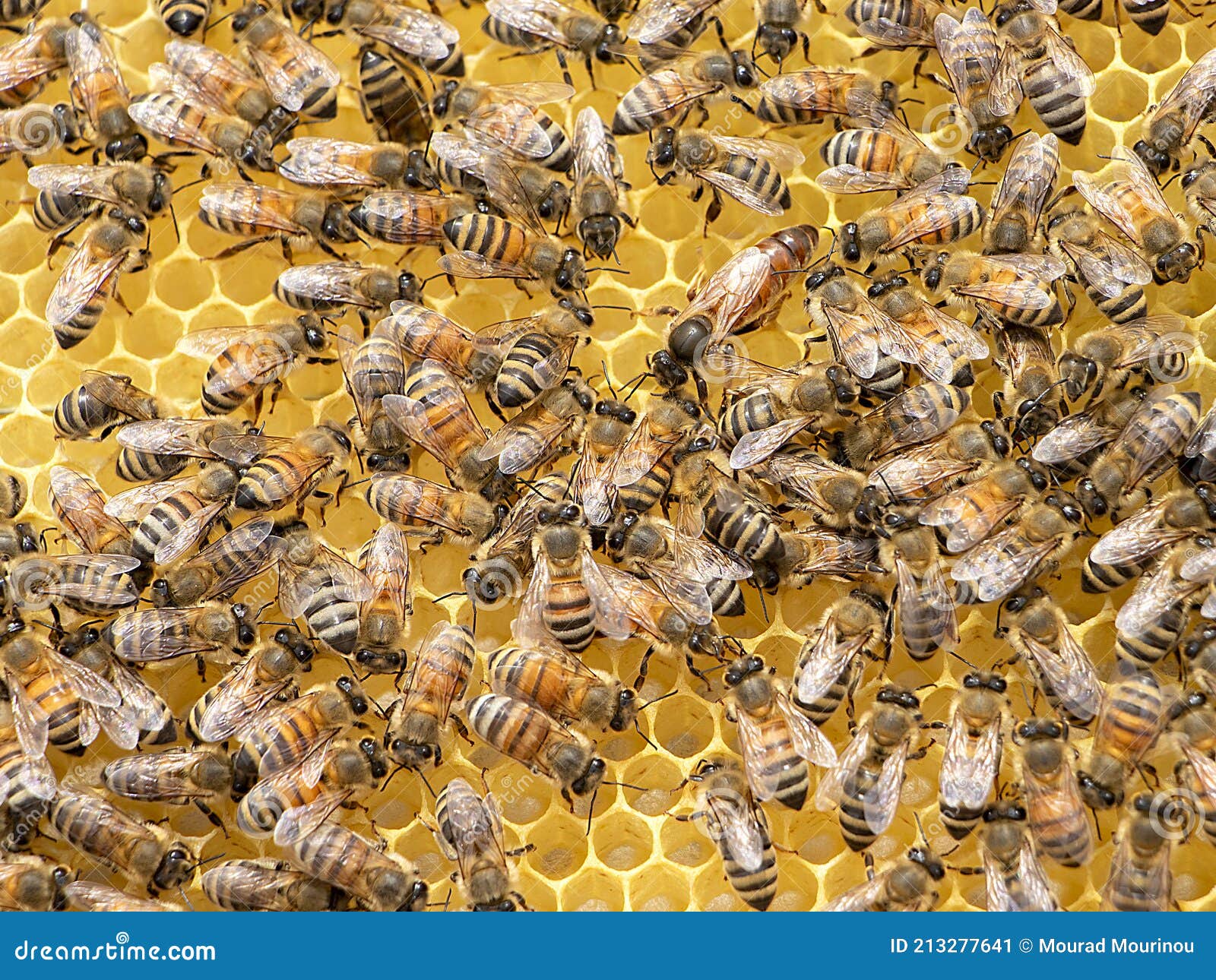 A Group of Bees Above the Honeycomb. Stock Image - Image of close ...