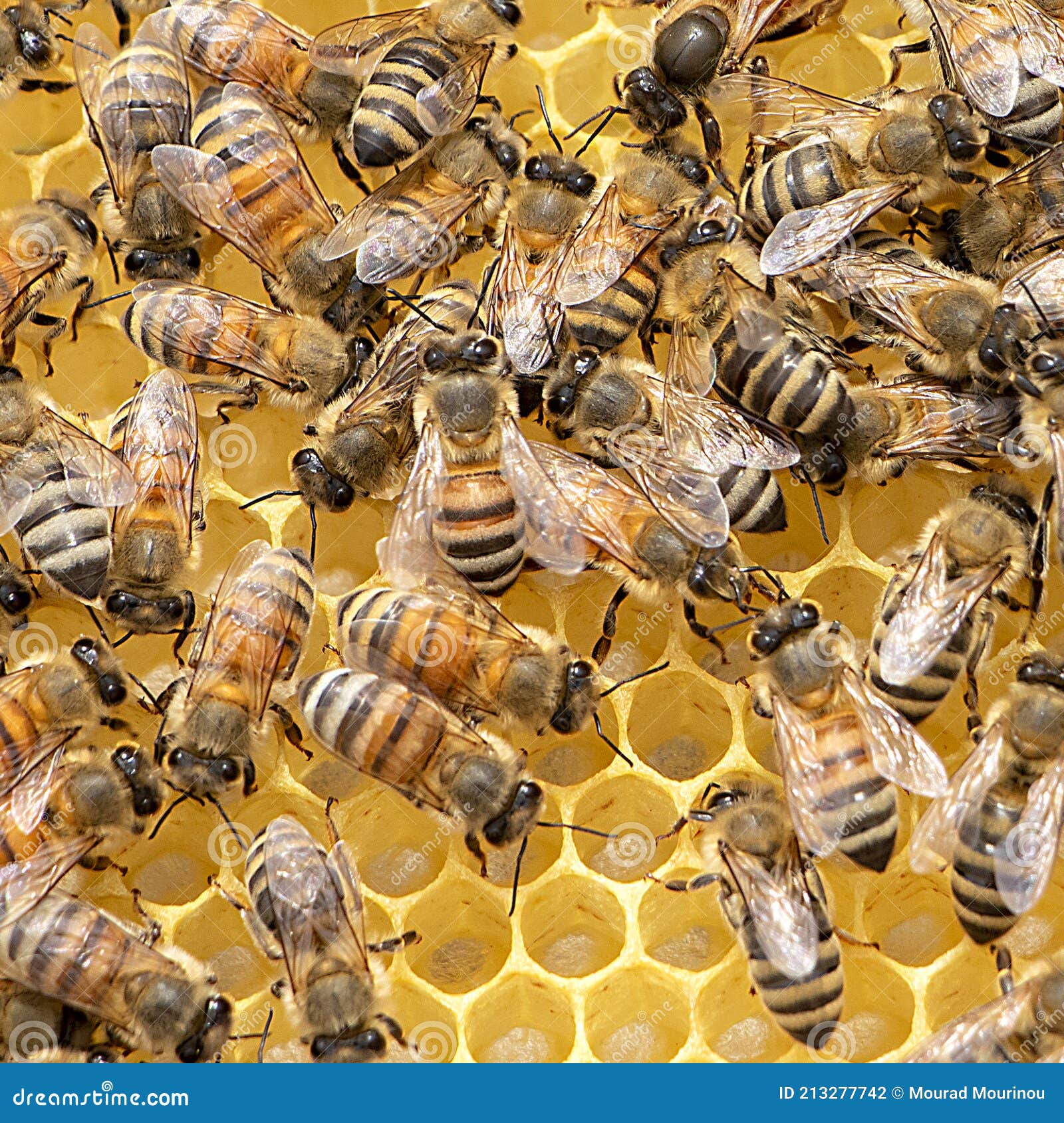 A Group of Bees Above the Honeycomb. Stock Photo - Image of boîte ...