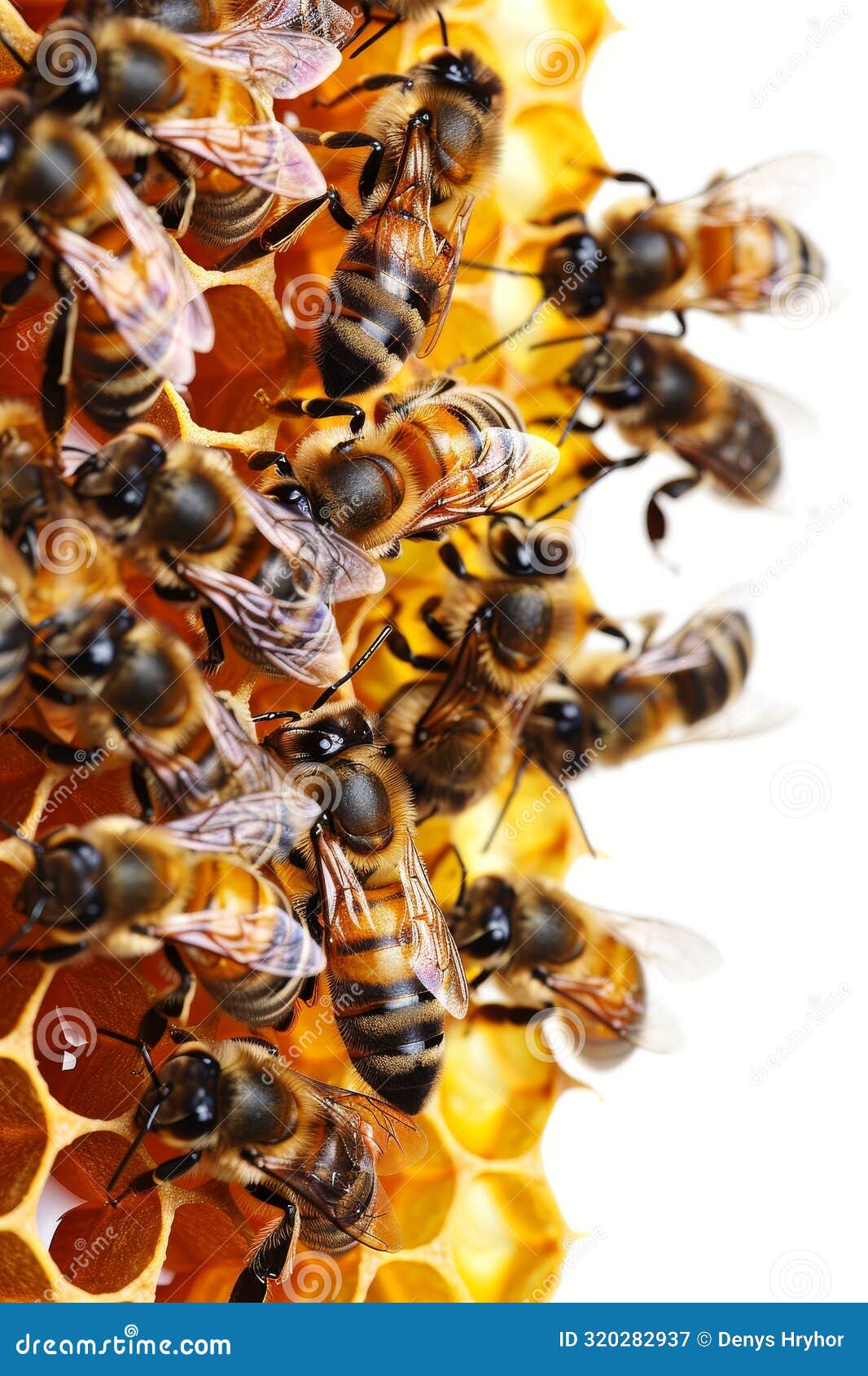 A Group of Bees Clustered on Top of a Honeycomb, with a White ...