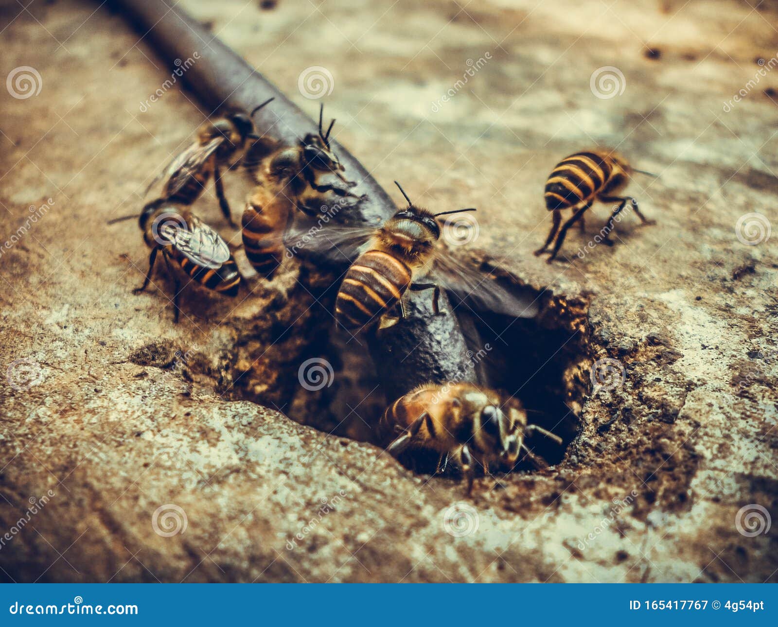 Bees Coming In And Out Of Their Yellow Beehive. Bee Hive Close Up ...